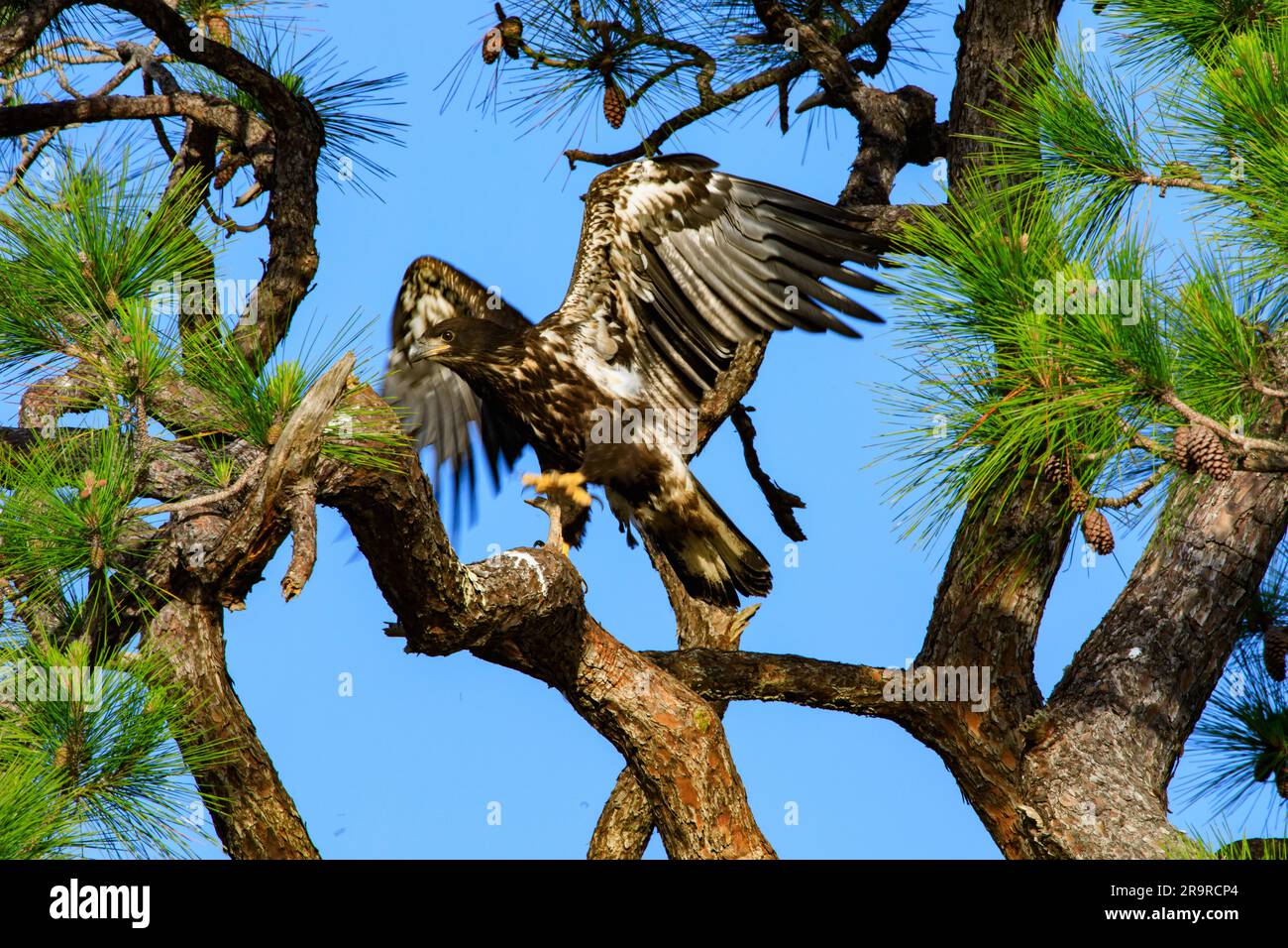 Baby Eagle Flight Day. A baby American bald eagle spreads its wings to ...
