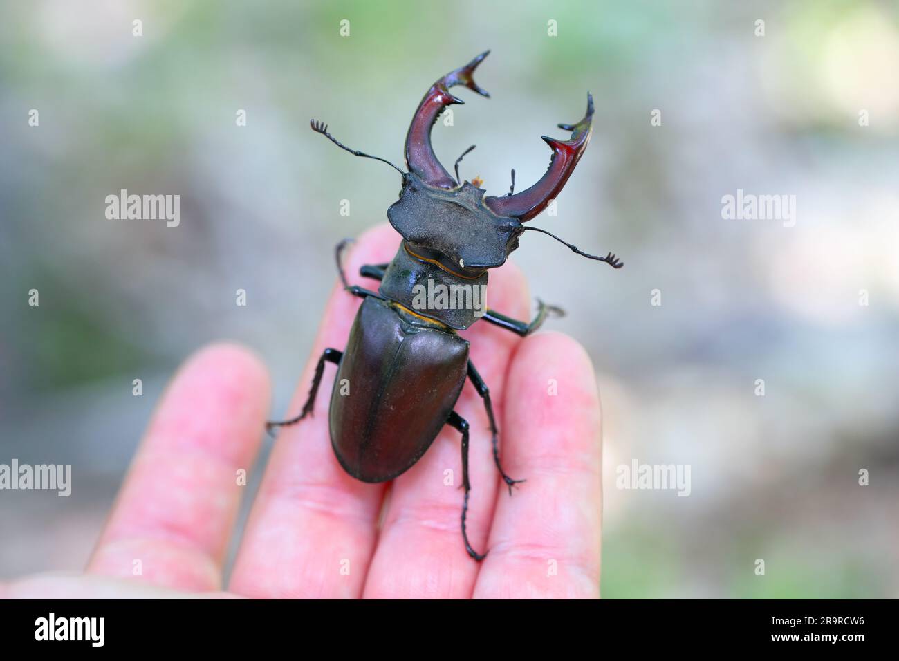Stag beetle (Lucanus cervus) is a beetle native to Europe. Male on on ...