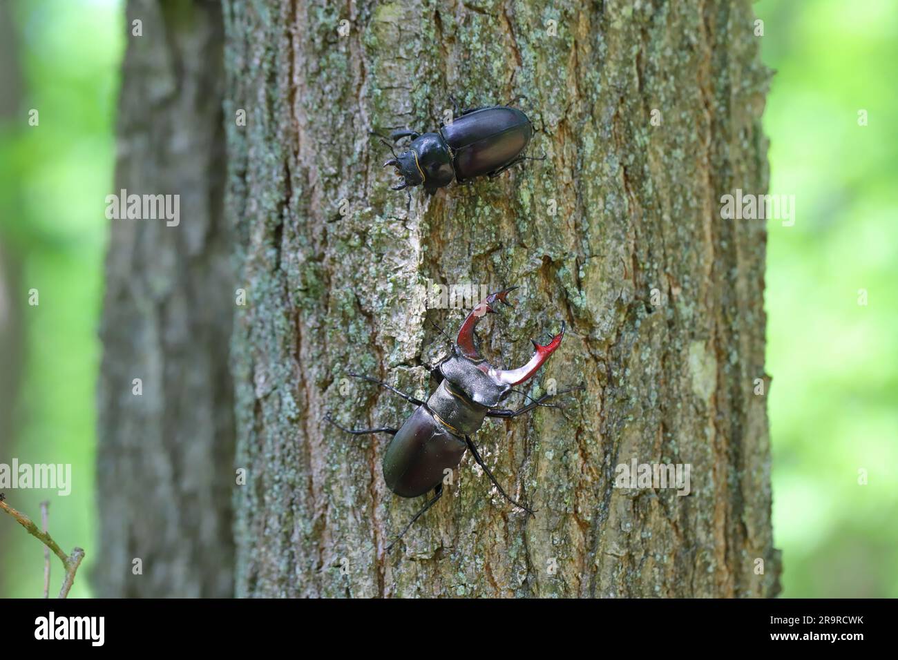 Stag beetle (Lucanus cervus) is a beetle native to Europe. Male and ...