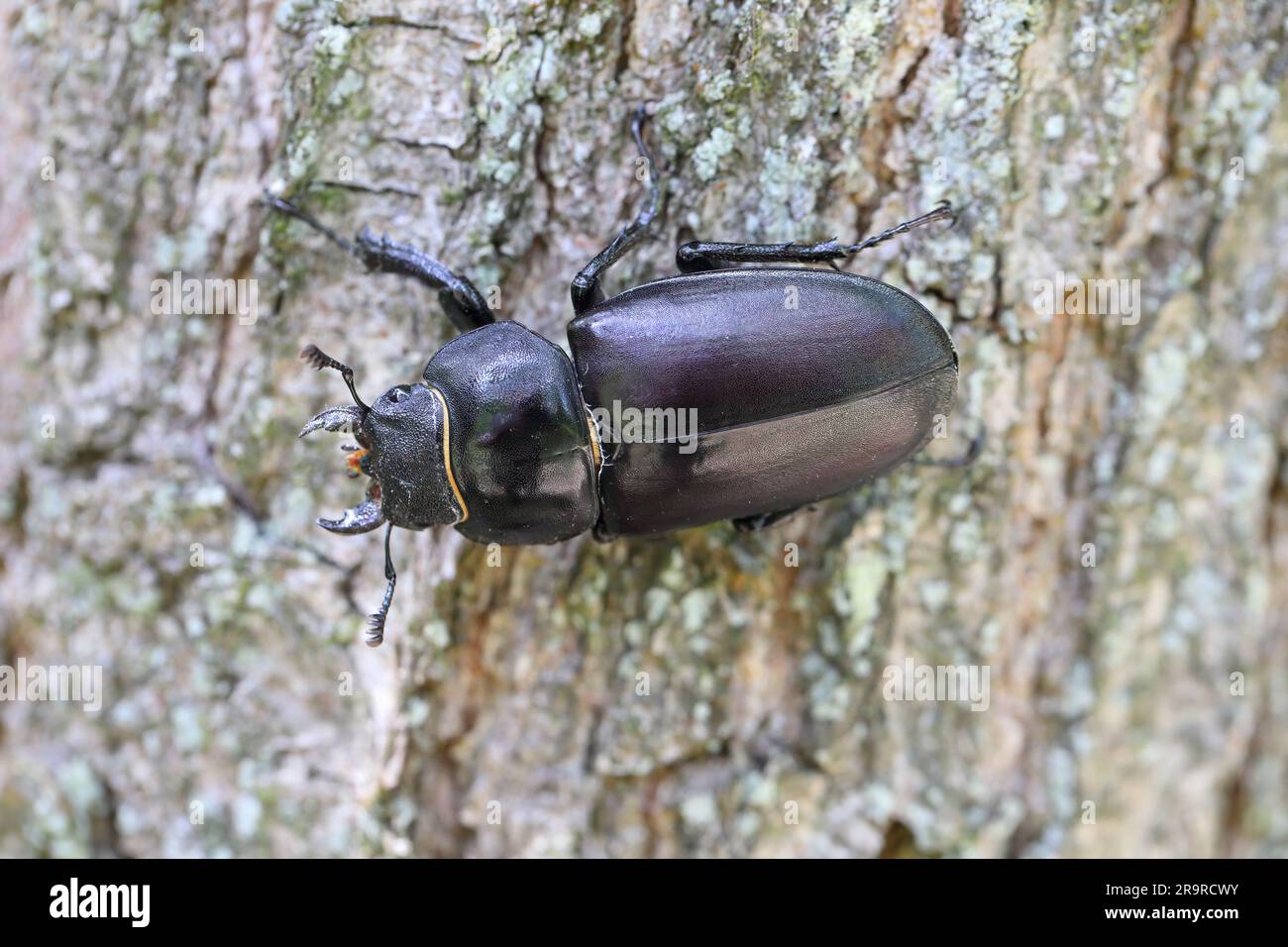 Stag beetle (Lucanus cervus) is a beetle native to Europe. Female on ...