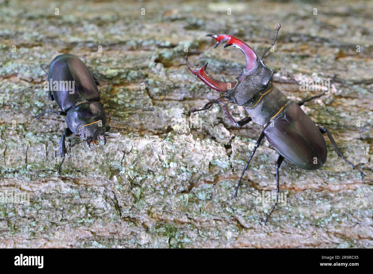 Stag beetle (Lucanus cervus) is a beetle native to Europe. Male and ...