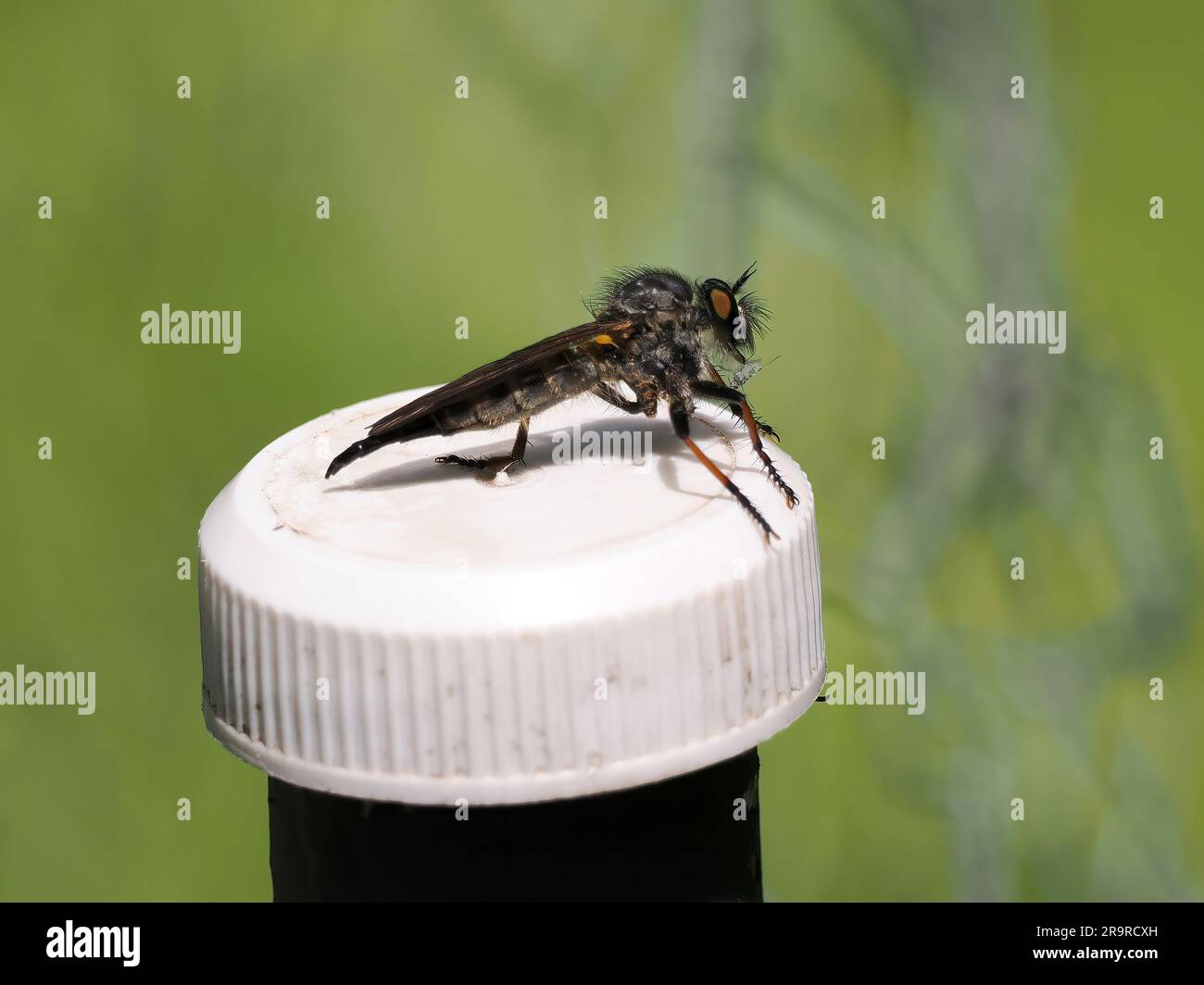 robber fly, Neoitamus sp, rablólégy, Hungary, Magyarország, Europe ...