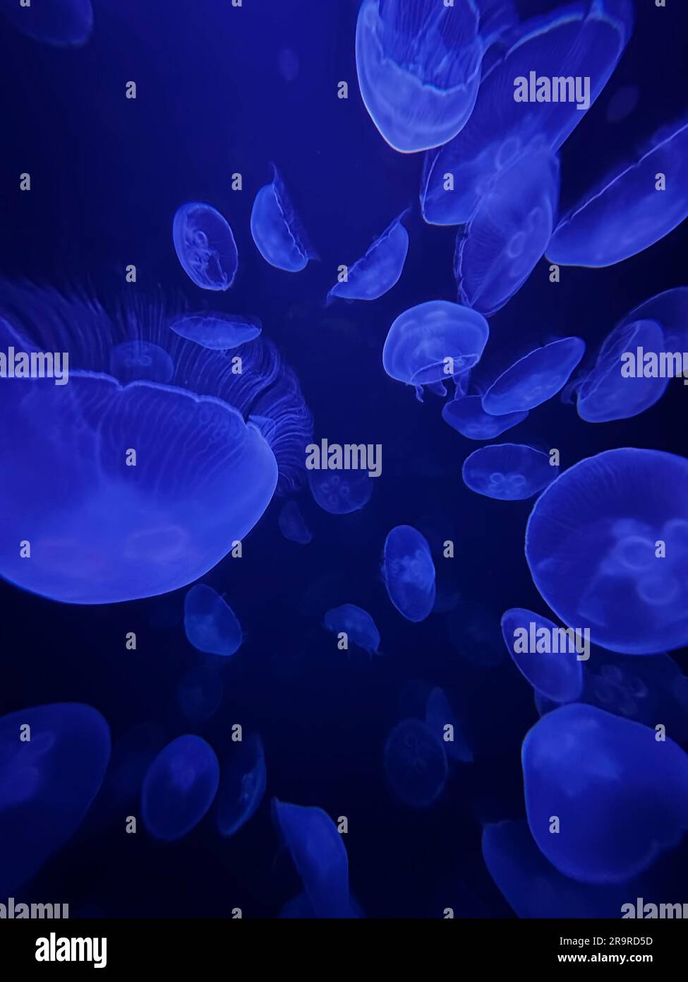 The blue underwater scene with multiple moon jellyfish Stock Photo - Alamy