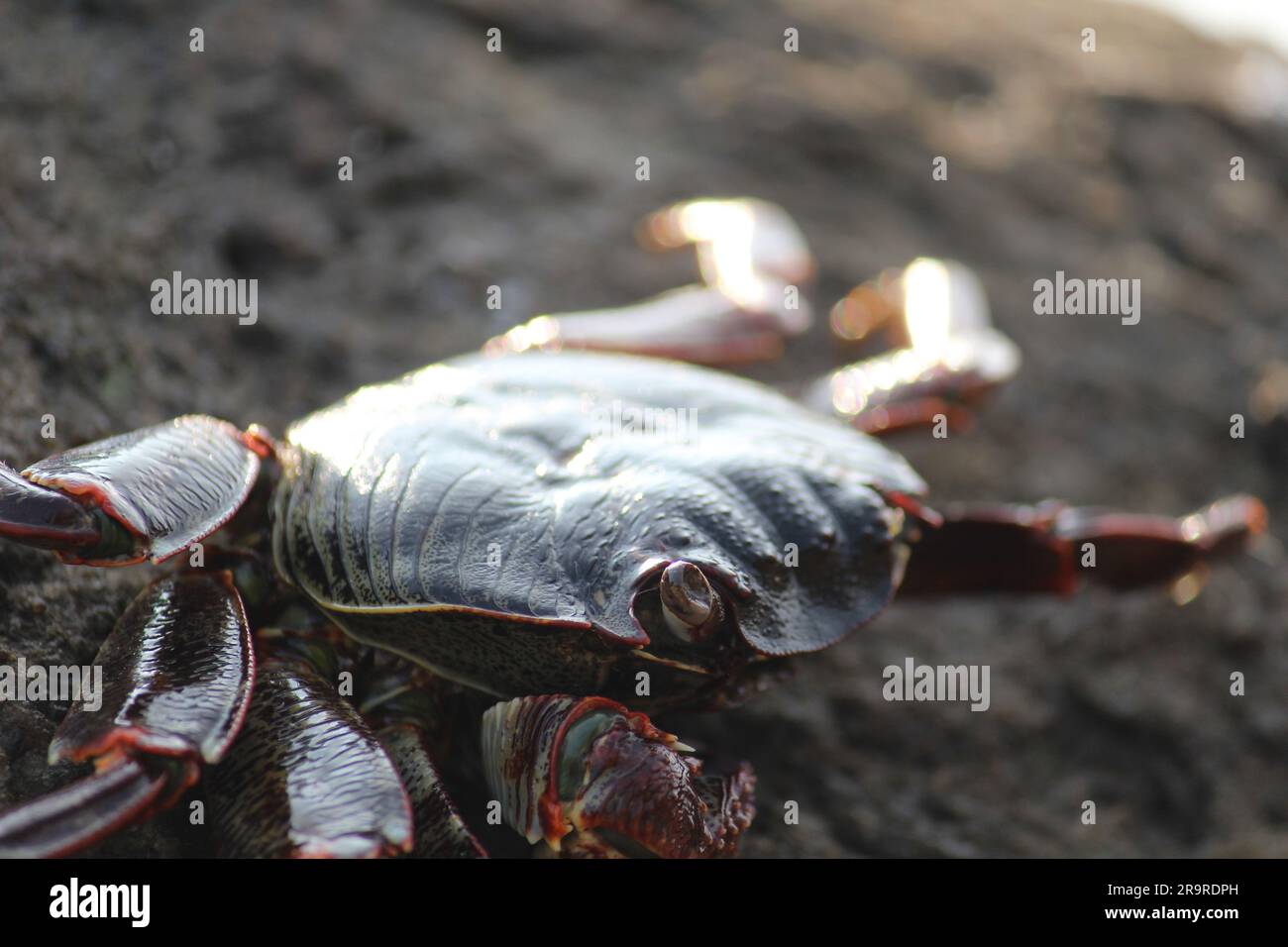 A brown crab perched atop a sandy beach, its legs crossed in a relaxed ...