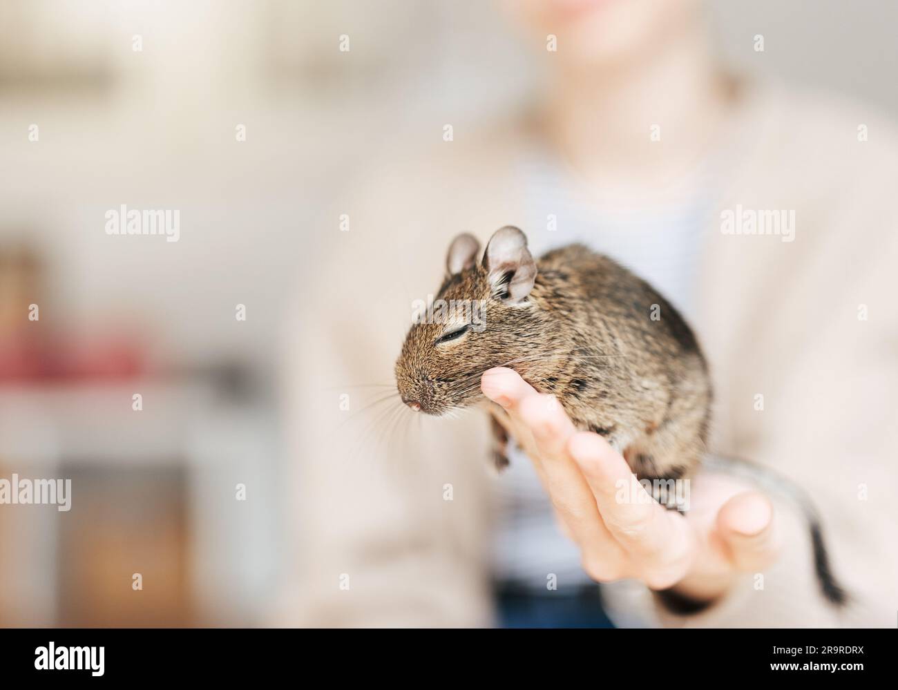 Young girl playing with cute chilean degu squirrel. Cute pet sitting on ...