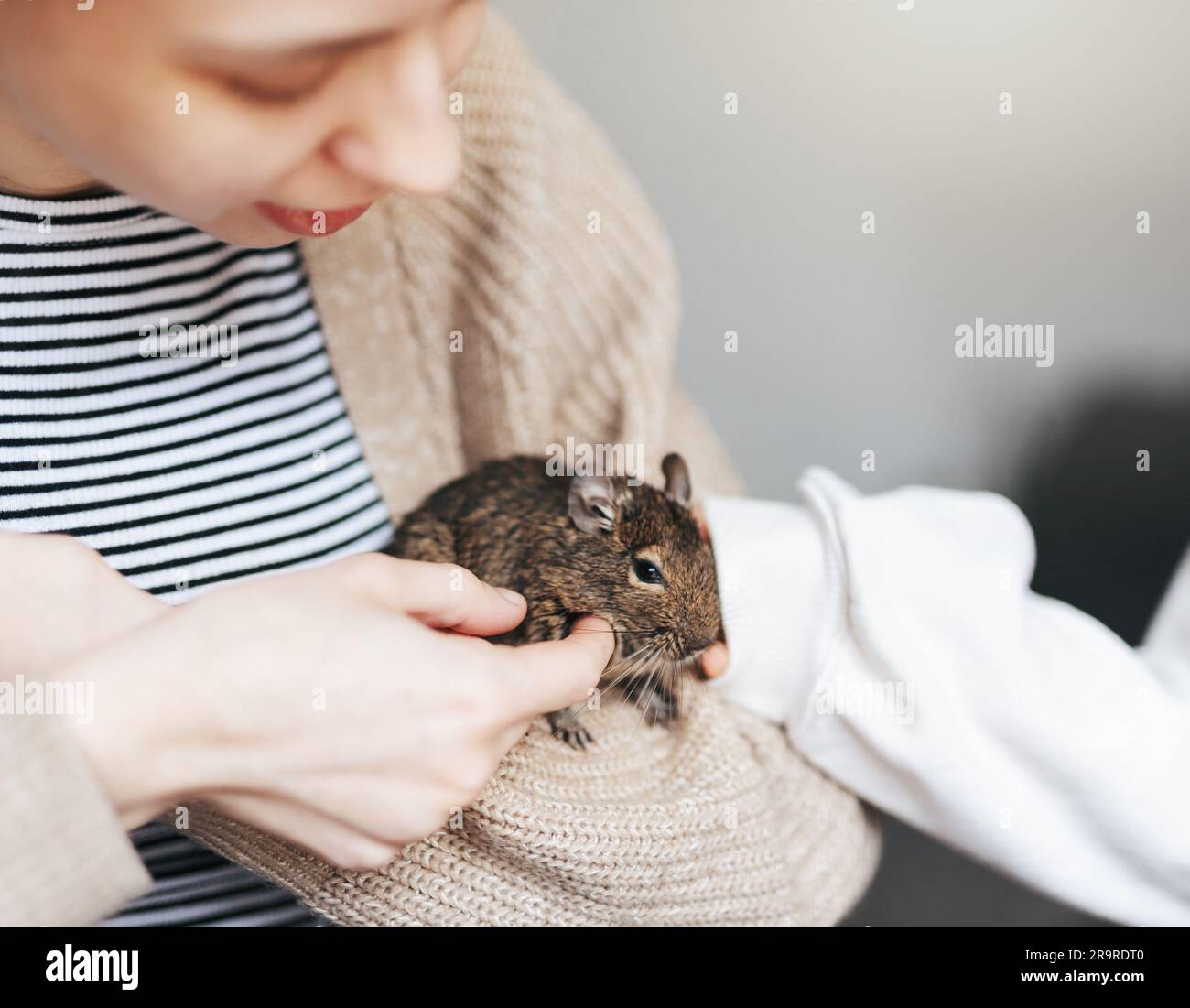 Young girl playing with cute chilean degu squirrel. Cute pet sitting on ...
