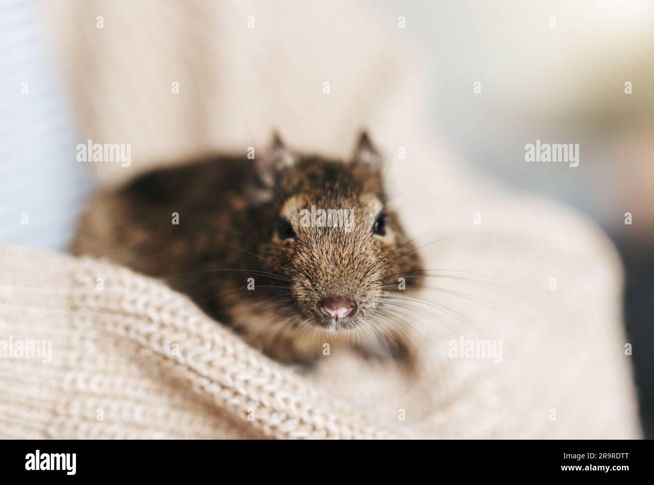 Young girl playing with cute chilean degu squirrel. Cute pet sitting on ...