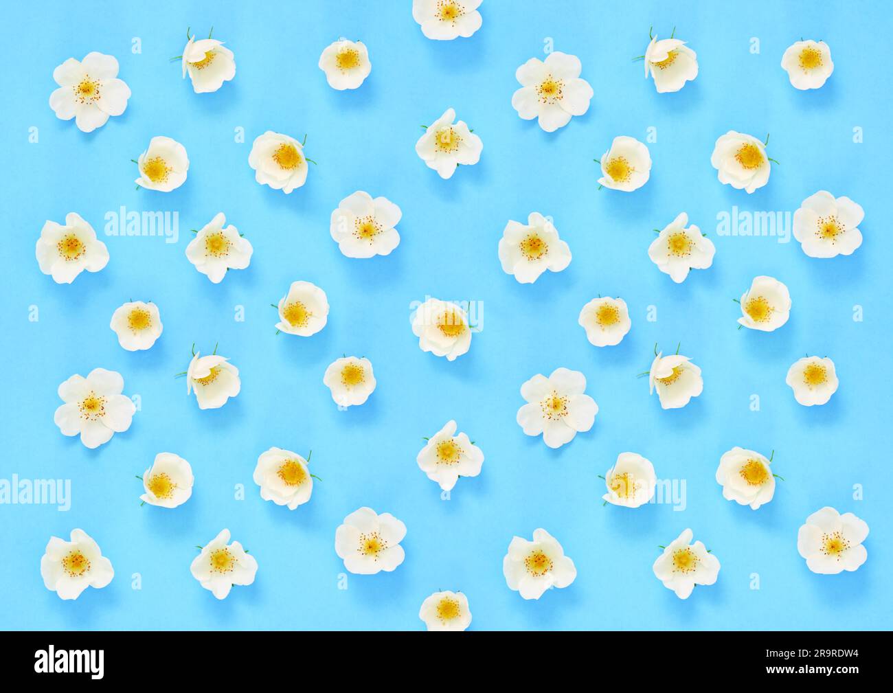 Flat lay delicate single flowered white and yellow rose flowers on baby ...
