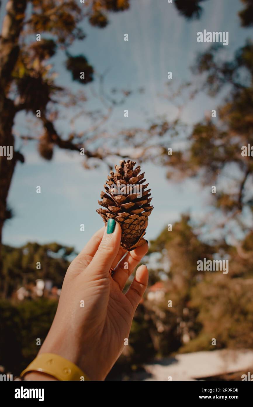 pine cone autumn Stock Photo - Alamy