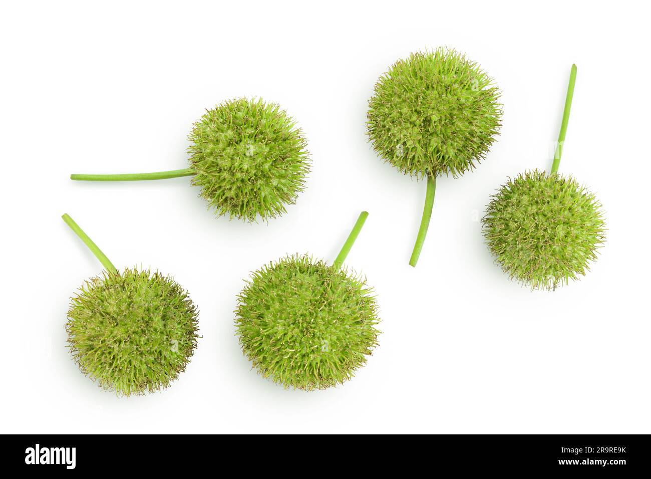 fruit of sycamore plane tree isolated on white bacground. Top view ...