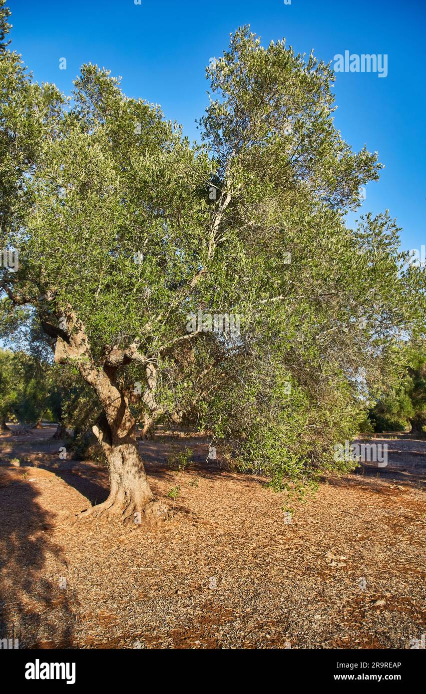Olive tree orchard near Petrokefali in Crete, Greece, Europe Stock ...