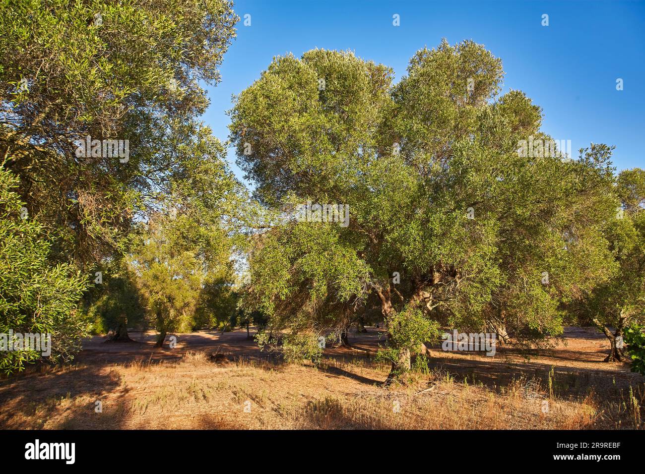 Olive tree orchard near Petrokefali in Crete, Greece, Europe Stock ...