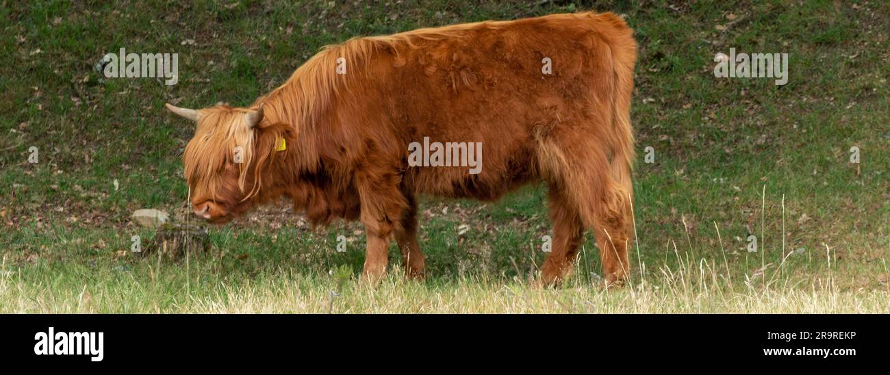 Summer scene in the Netherlands: A Scottish highlander cow stands at a ...