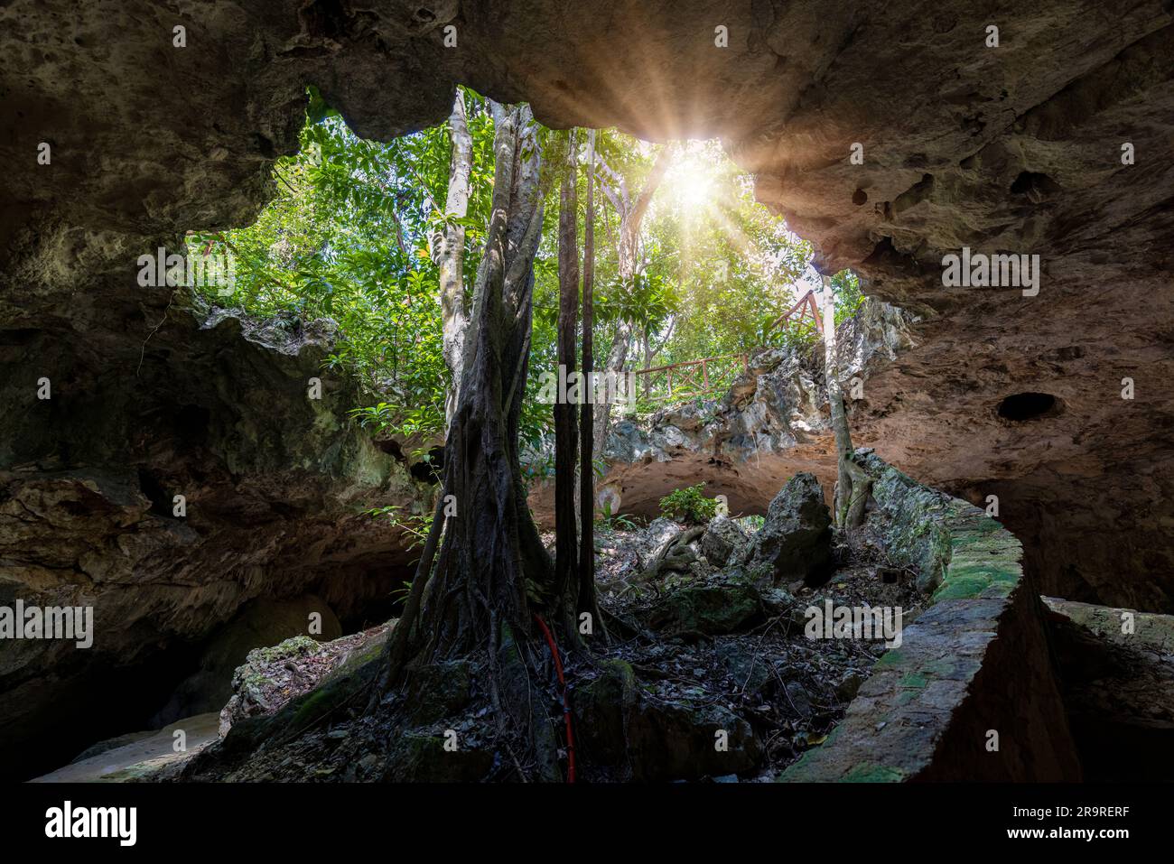 Mexico tourism destination, caves and pools of Cenote Casa Tortuga near ...