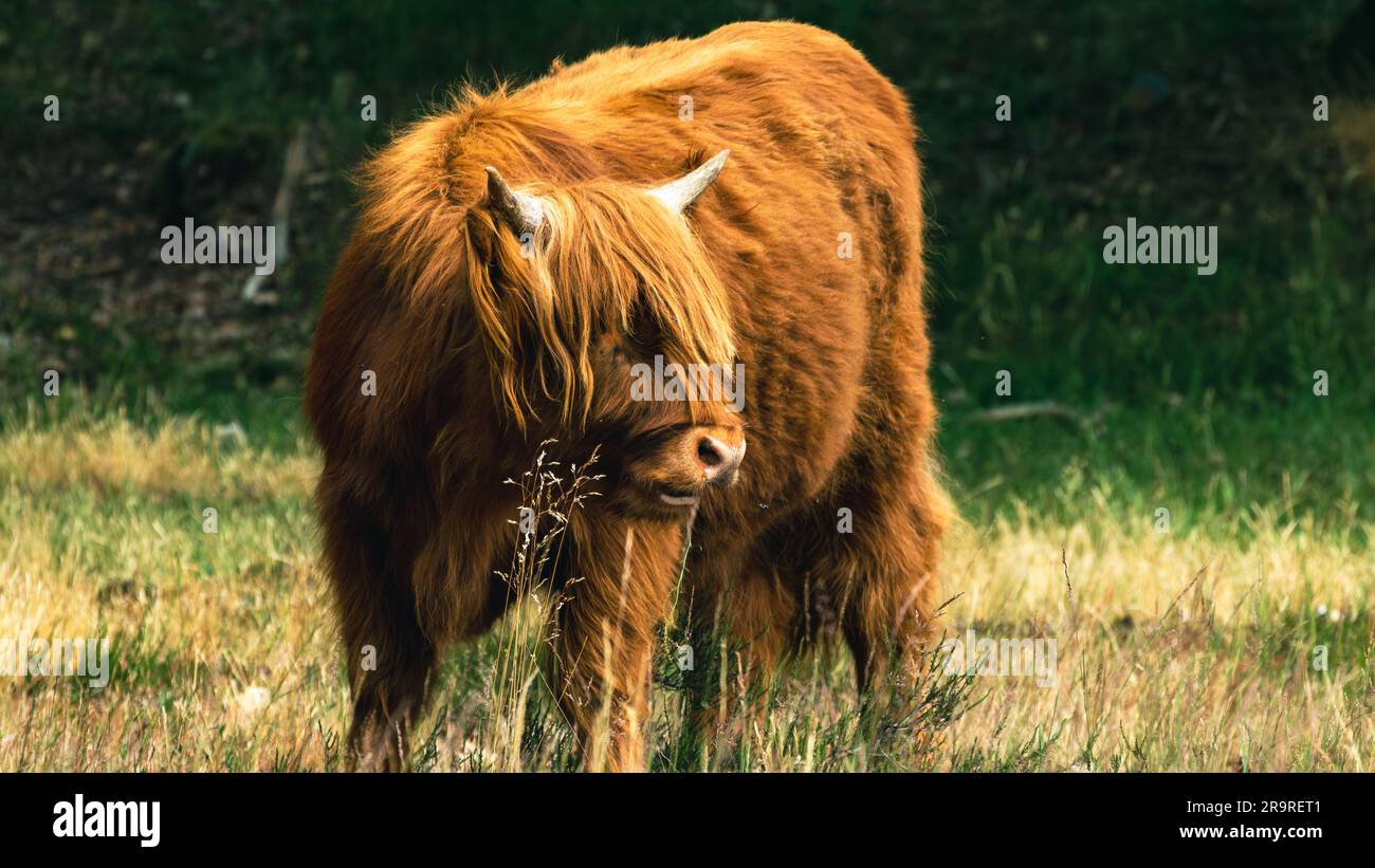 Curious Brown Scottish Highlander Cow Engaged in Grass and Observing ...