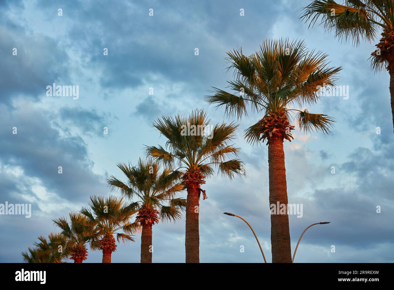 Tropical sunset over sea with palm trees, A row of palm trees on the ...