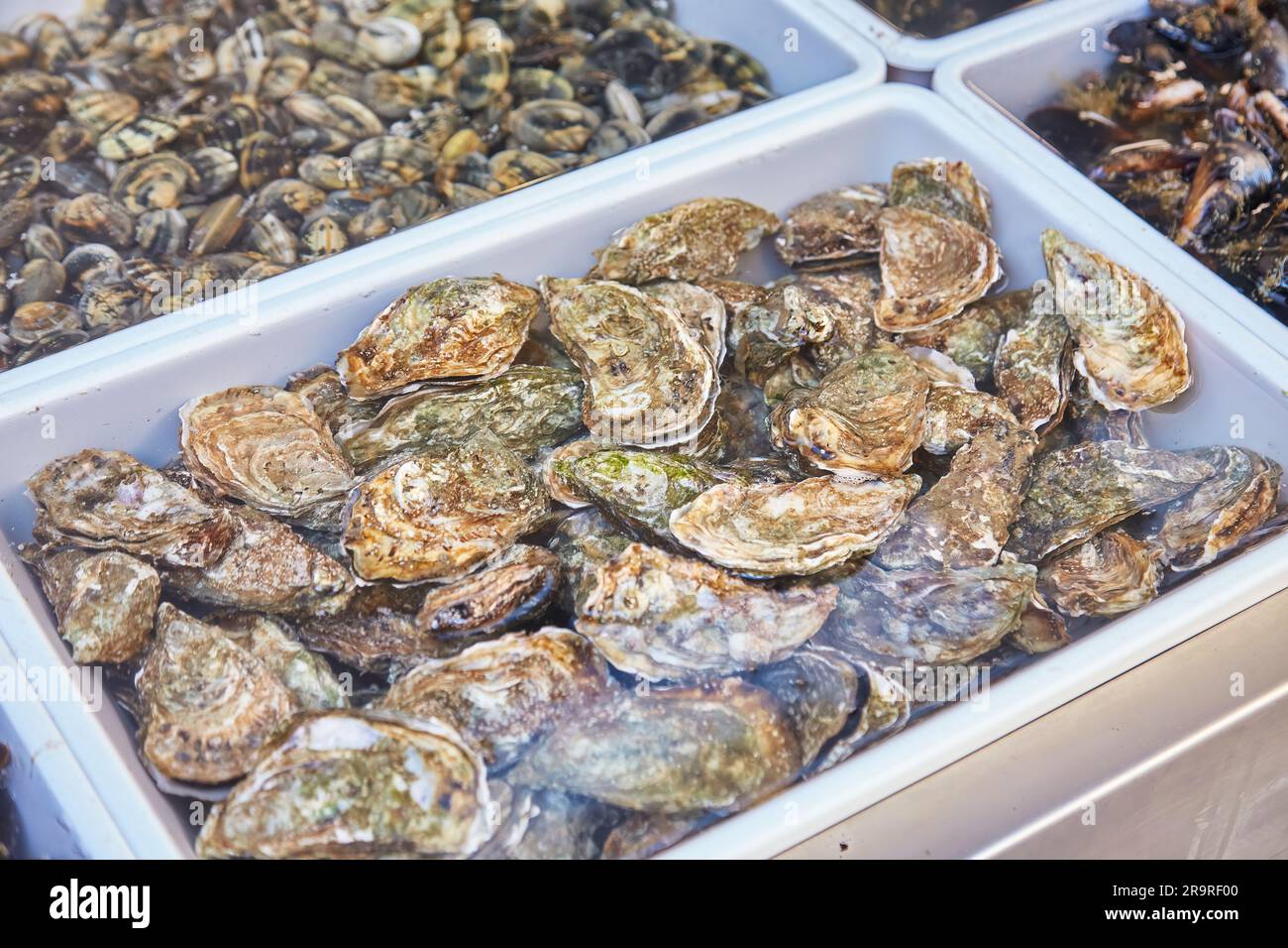 Mussels and seafood on trays with price tags on the street market in ...