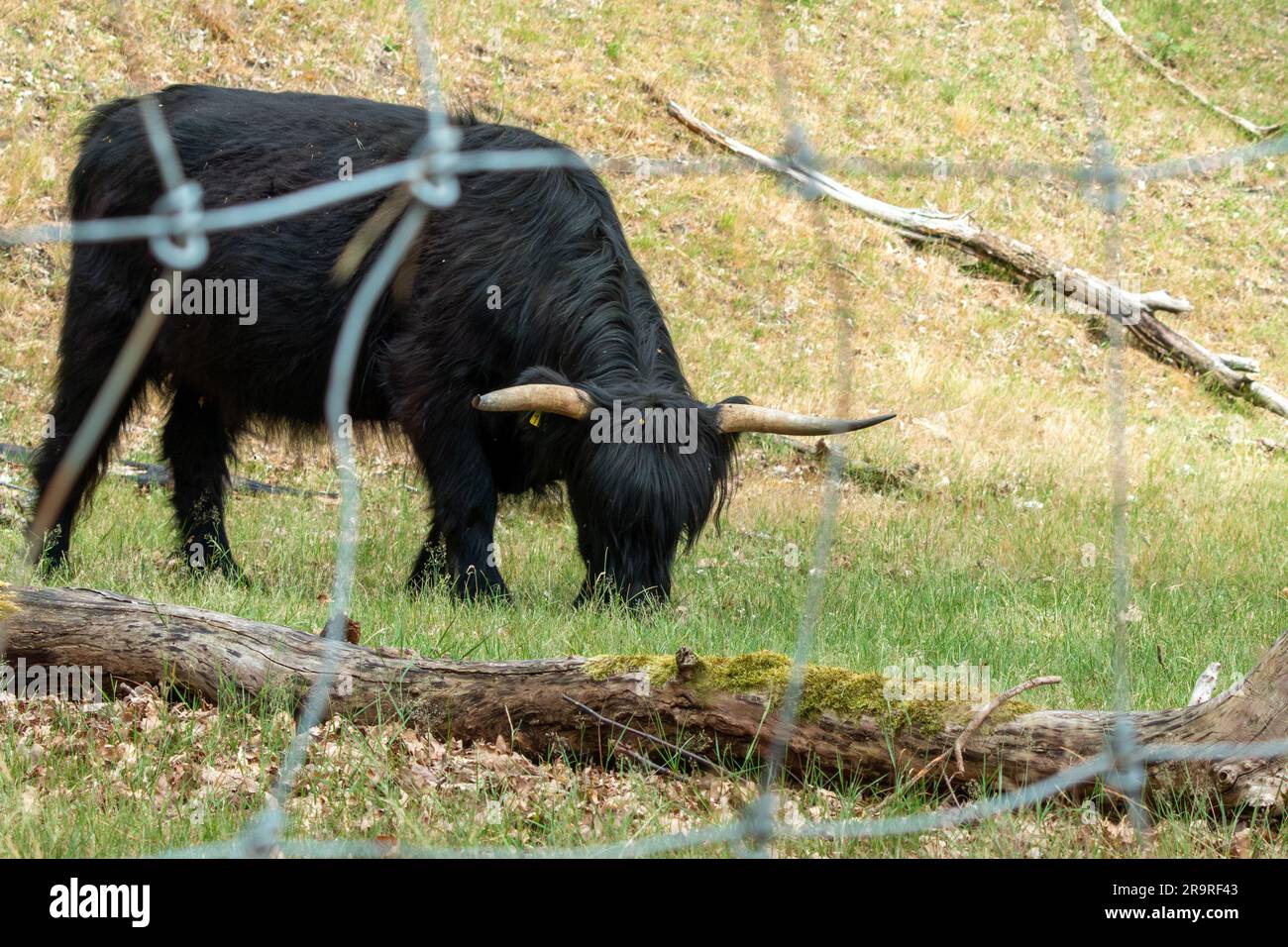 A black Scottish Highlander cow grazes on grass behind the protective ...