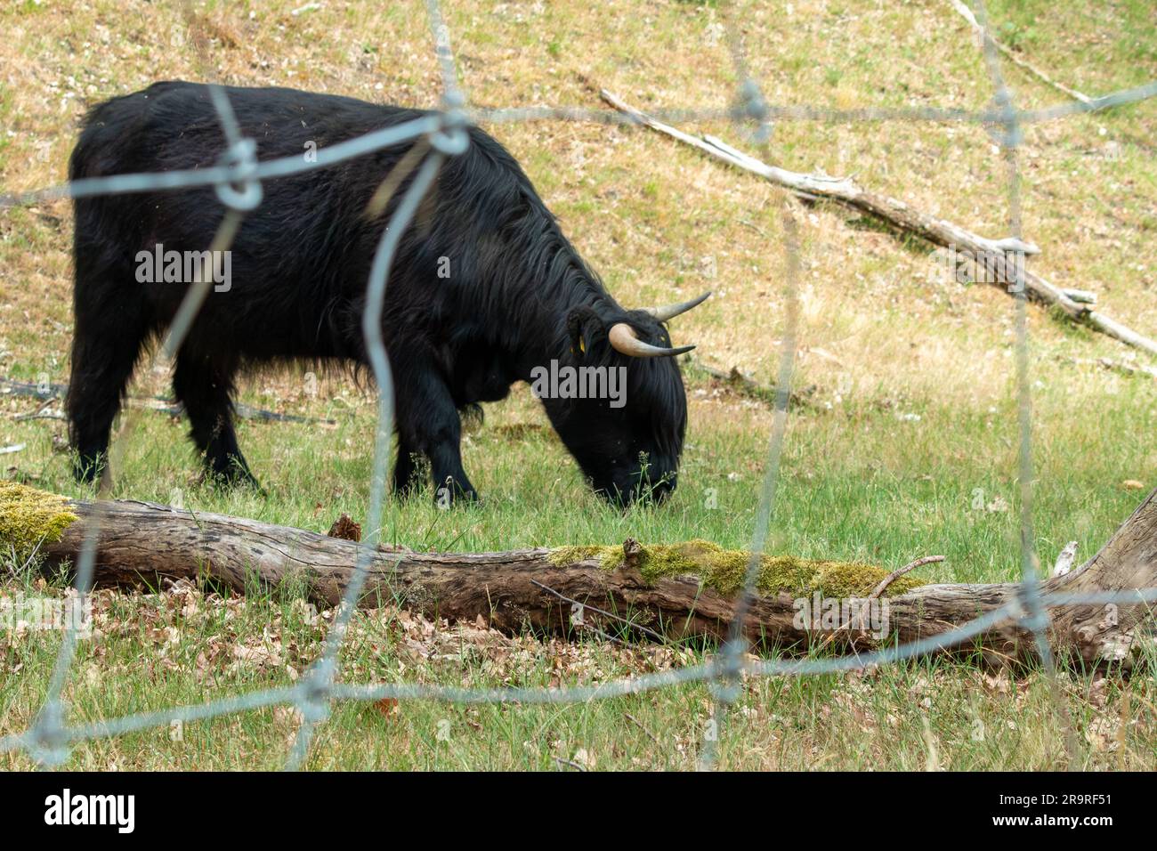 A black Scottish Highlander cow grazes on grass behind the protective ...