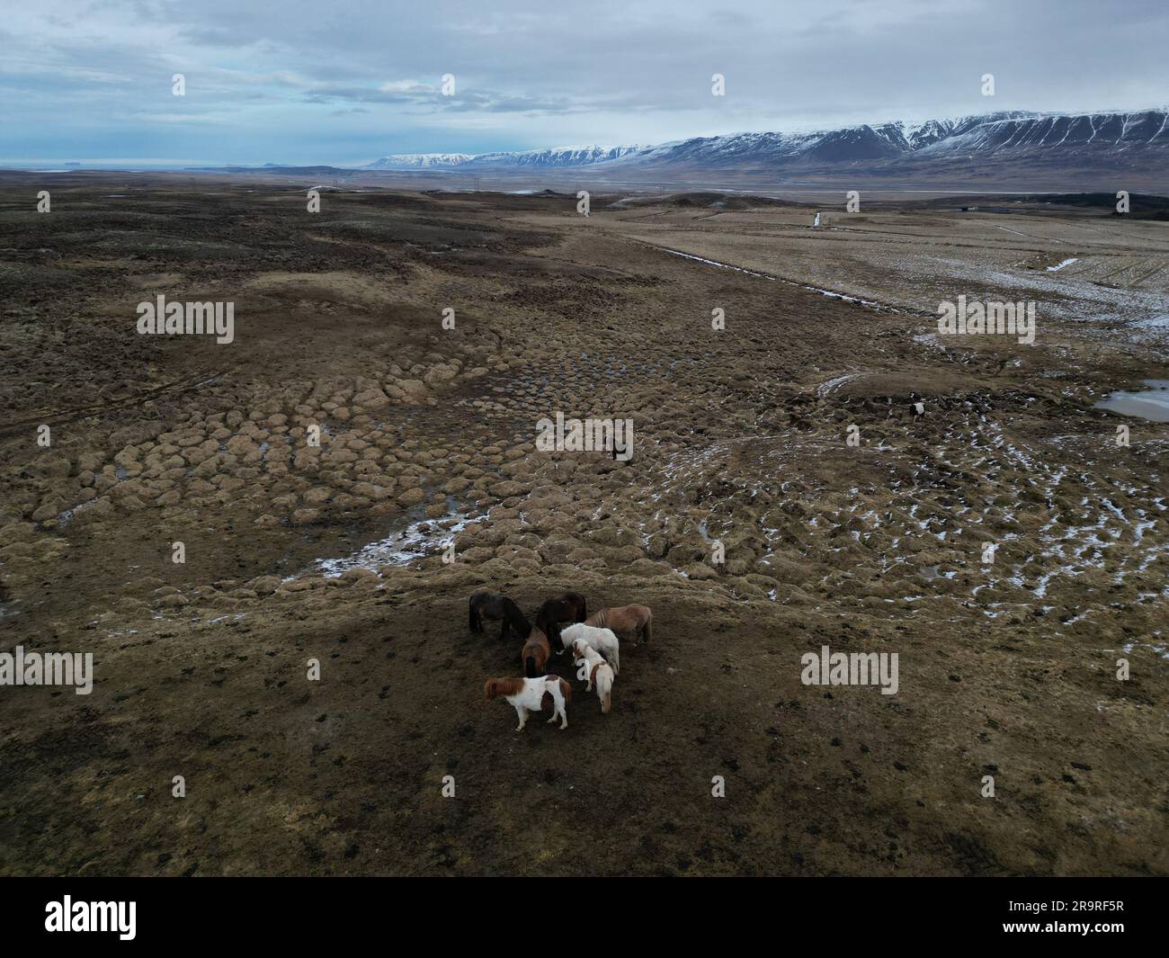 Four brown horses standing in the desert, surrounded by sandy terrain ...