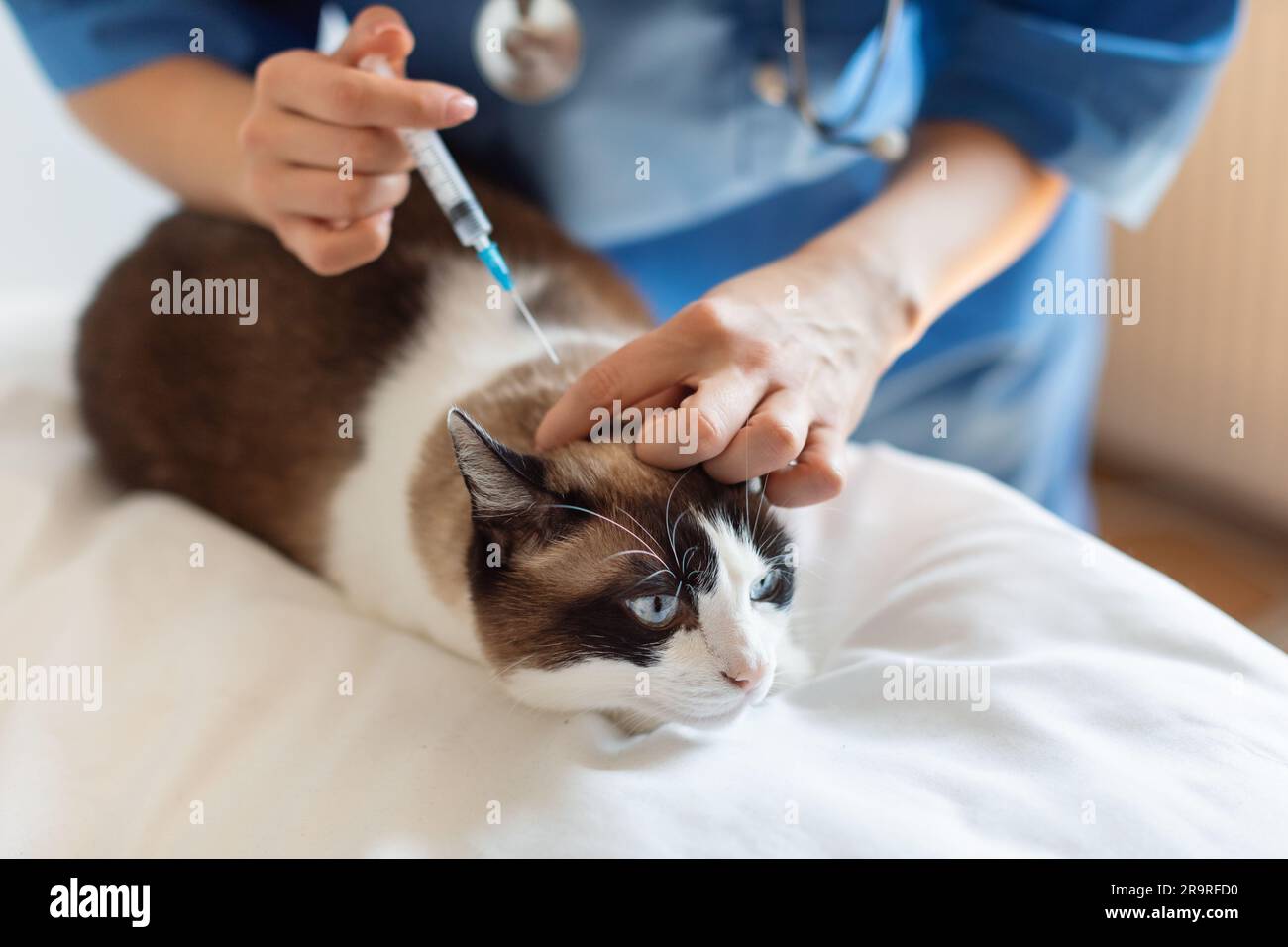 Vet injecting cat hi-res stock photography and images - Alamy