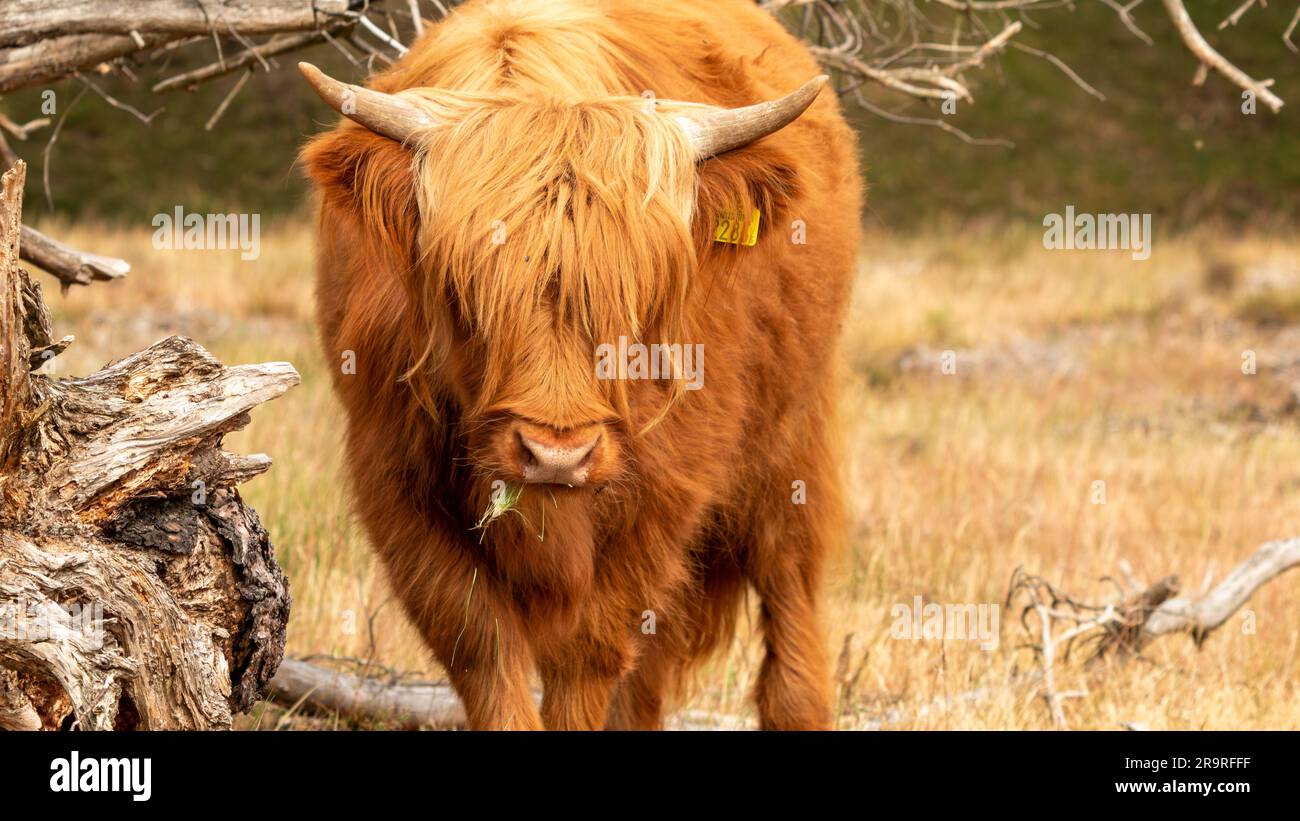An close-up shot captures a Brown Scottish Highlander cow chewing its ...