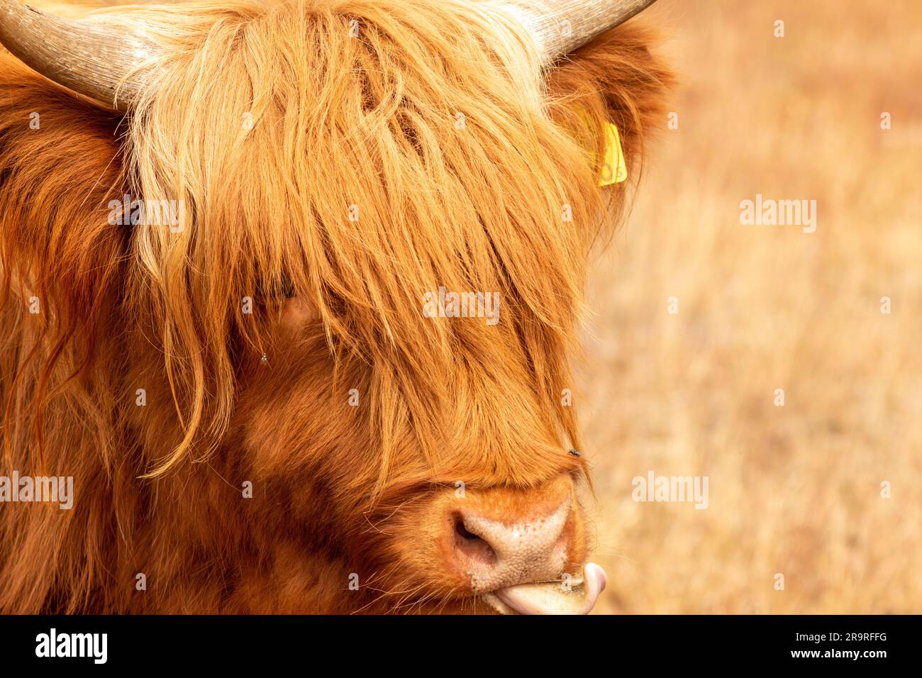 The Mookerheide nature reserve In the province of Limburg, the ...