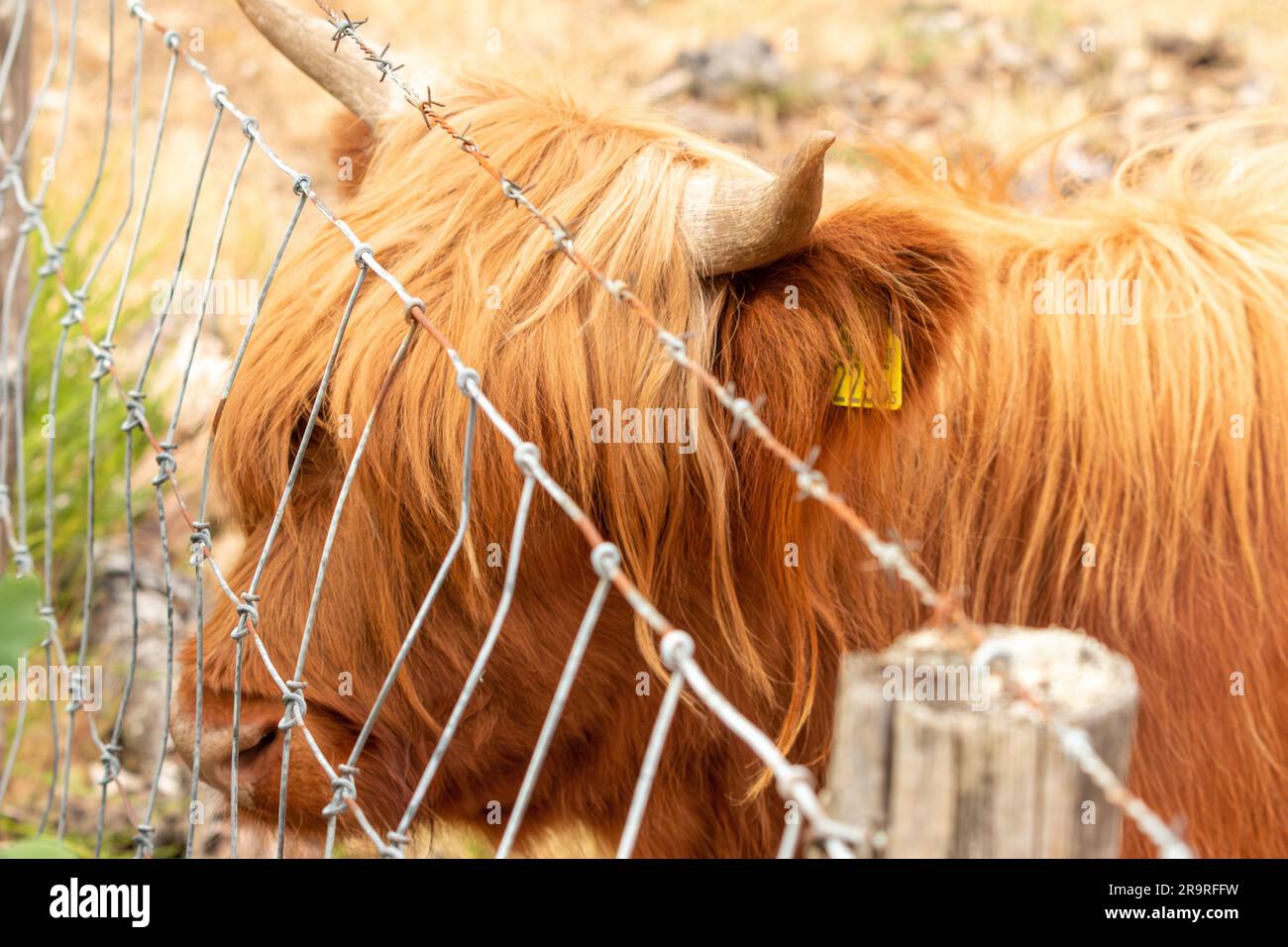 At the Mookerheide nature reserve in Limburg, the Netherlands, an ...