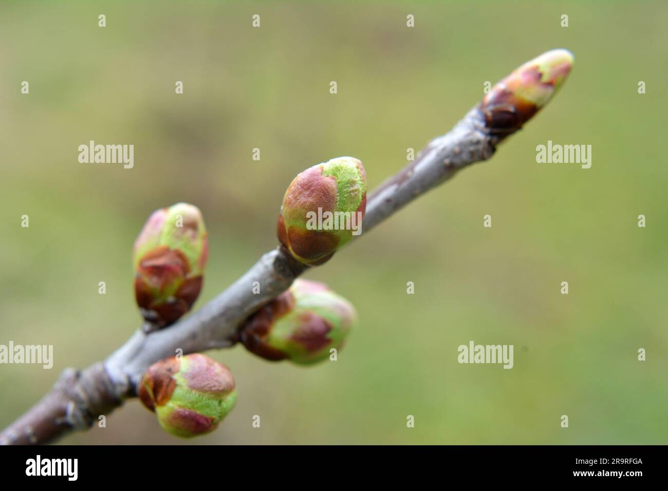 Spring flower buds bud plant green garden hi-res stock photography and ...