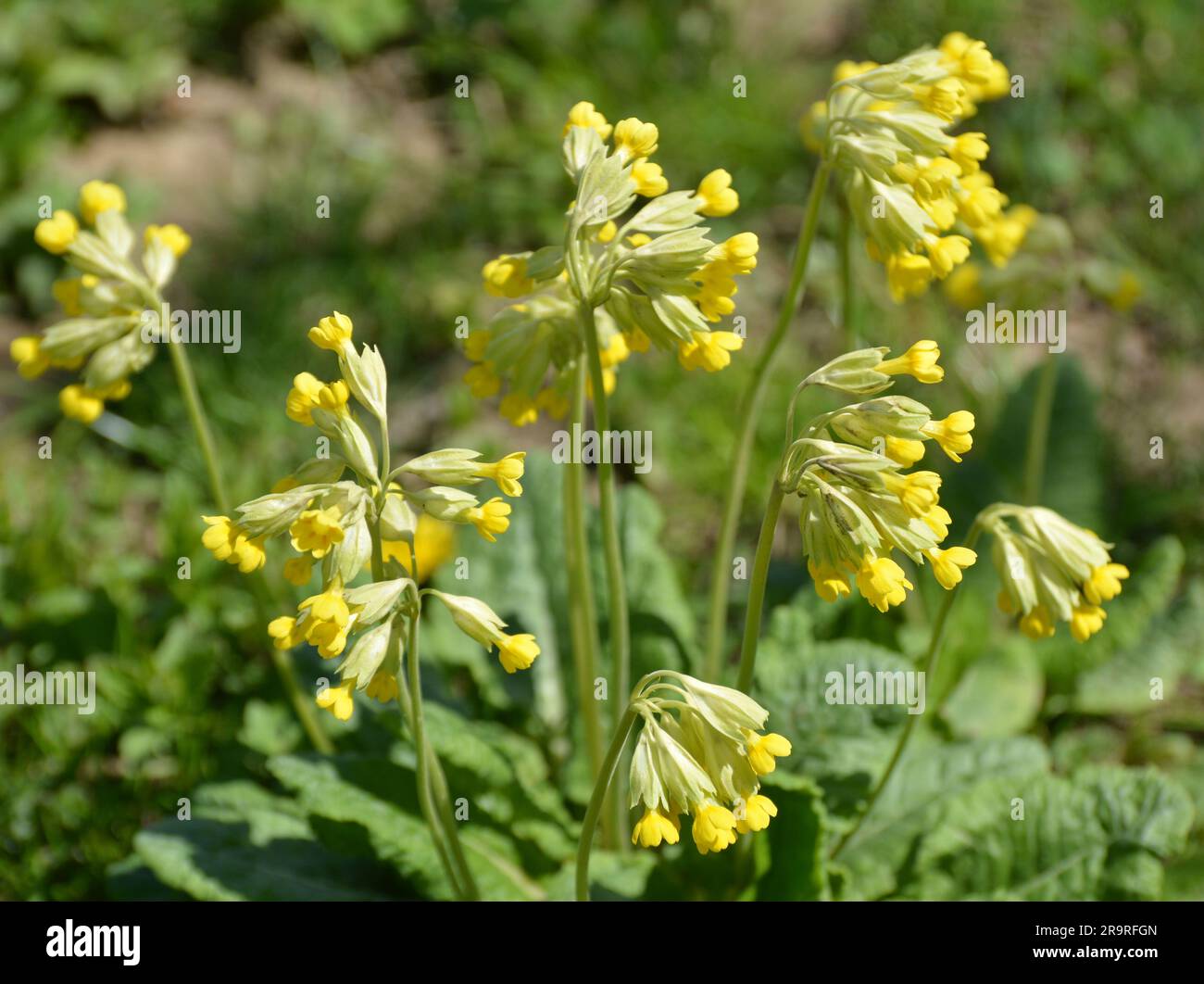Primula veris primulaceae hi-res stock photography and images - Alamy
