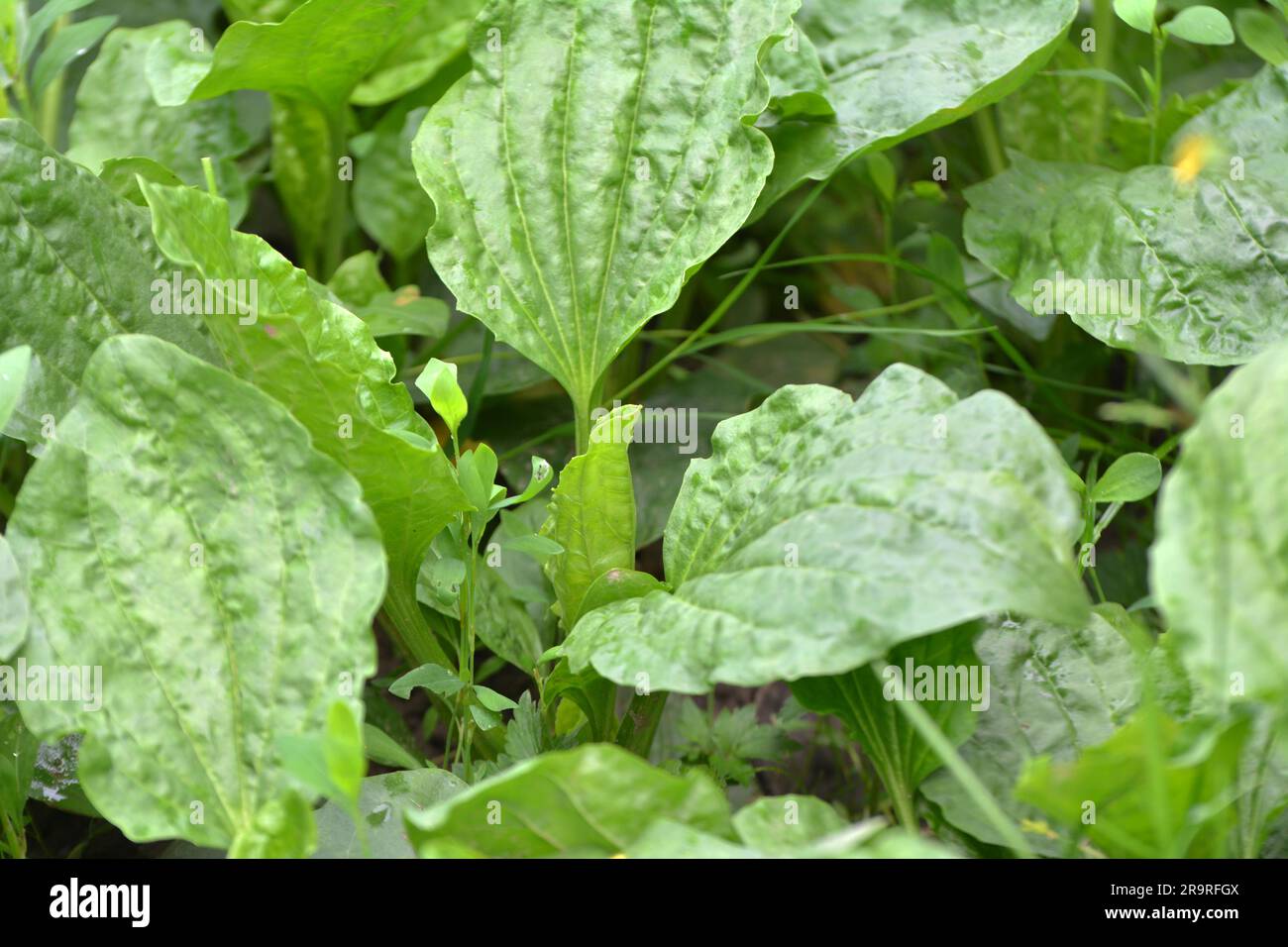 In summer, plantain is large (Plantago major, Plantago borysthenica ...