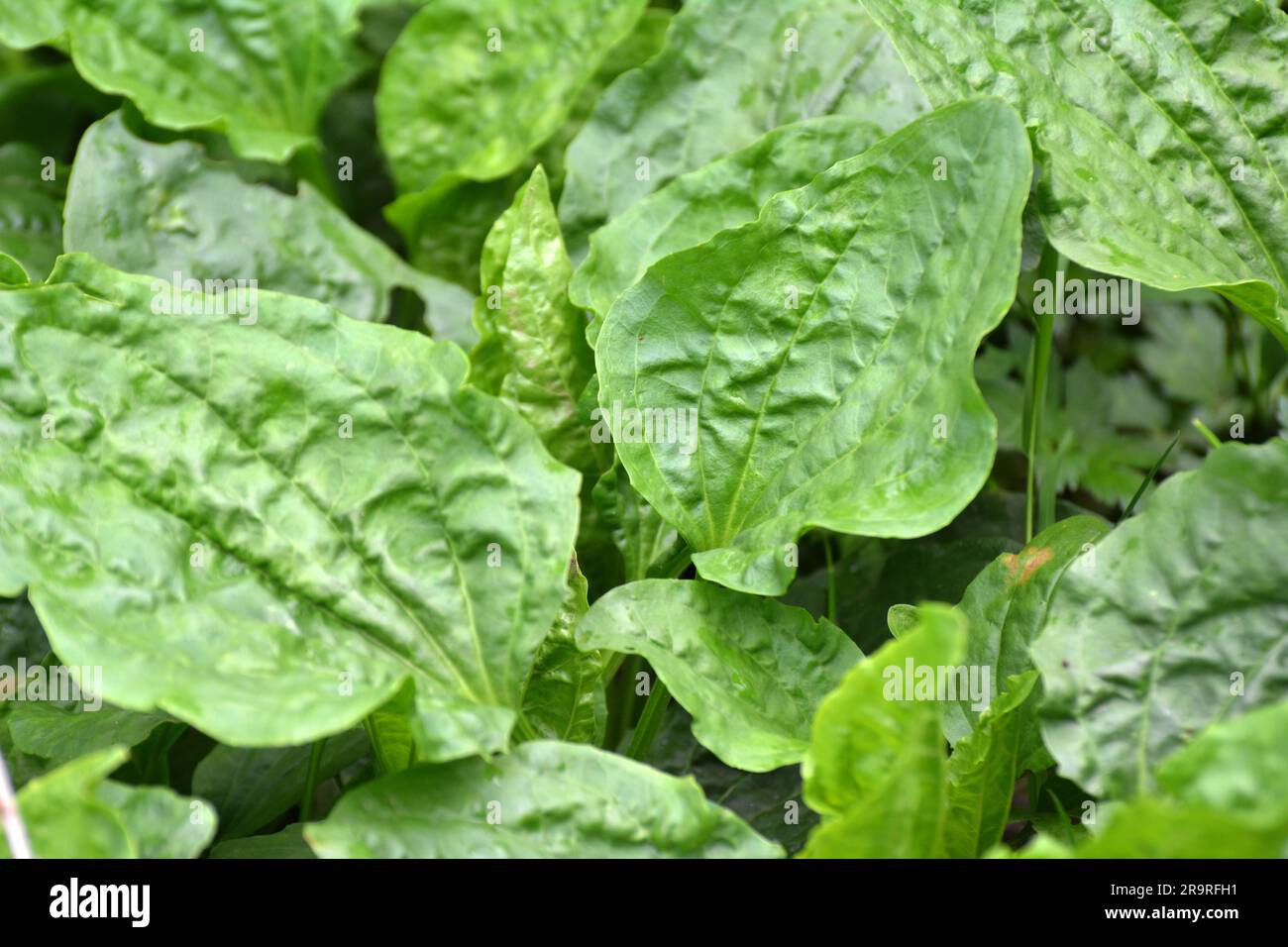 In summer, plantain is large (Plantago major, Plantago borysthenica ...