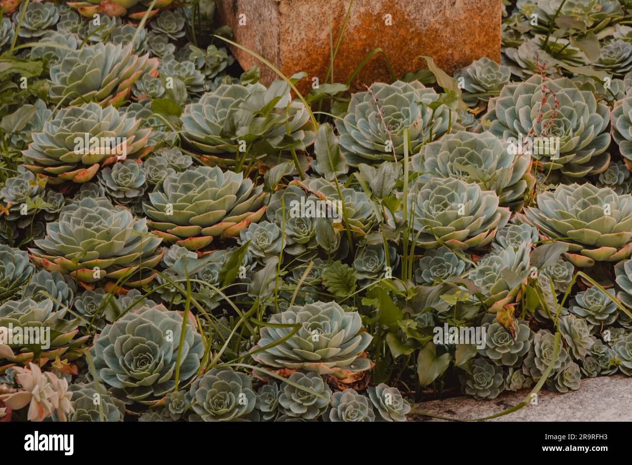 succulent plant background Stock Photo - Alamy