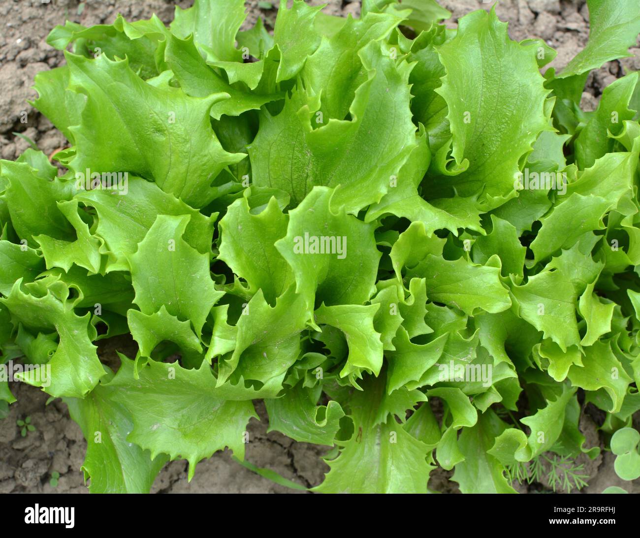 In the open organic ground grows lettuce (Lactuca sativa Stock Photo ...