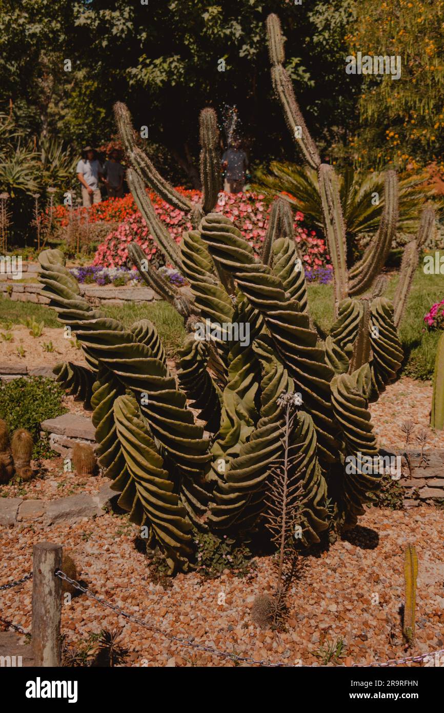 Huge succulent hi-res stock photography and images - Alamy