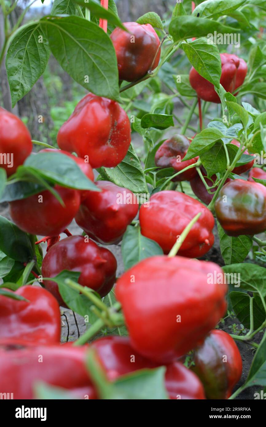 The red fruits of sweet pepper ripened on the bush Stock Photo - Alamy