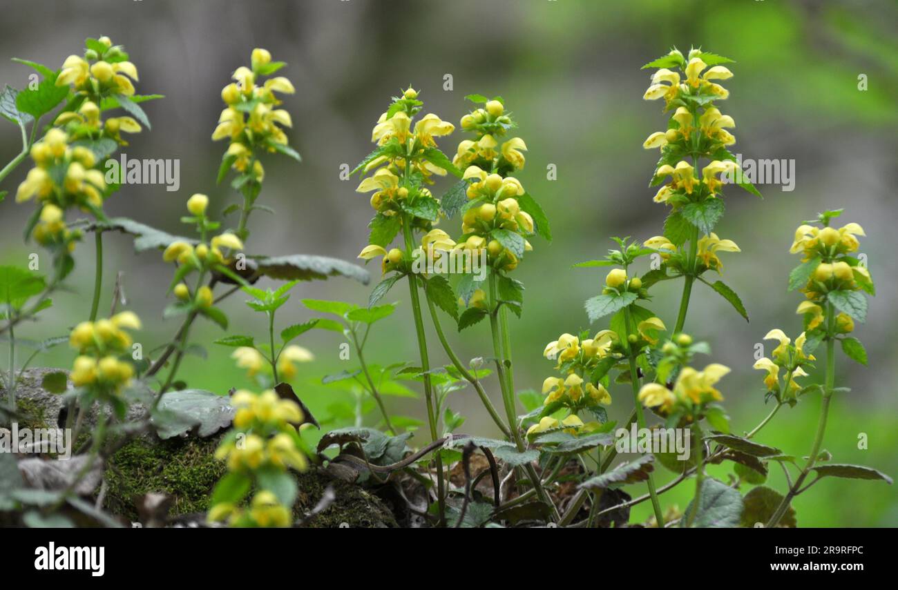 Spring in the wild in the woods yellow deaf nettle (Lamium galeobdolon ...
