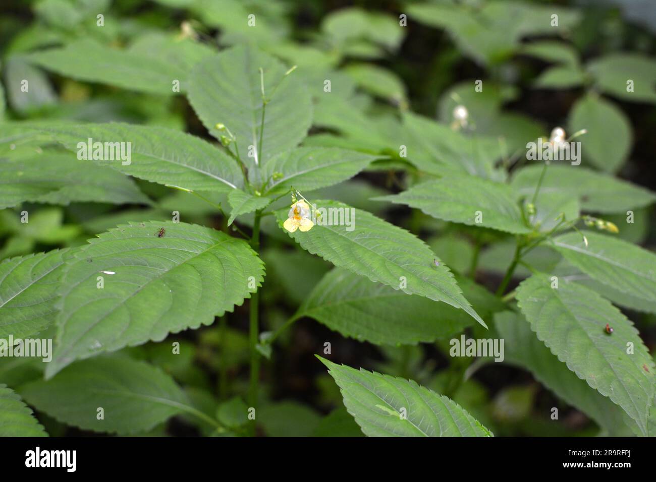 In summer, Impatiens parviflora grows in the wild Stock Photo - Alamy