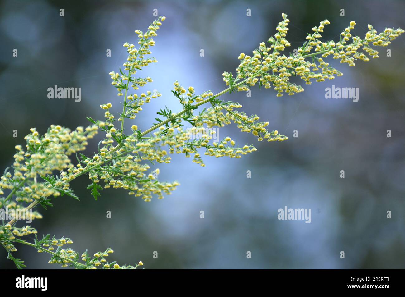 Fresh artemisia annua plant hi-res stock photography and images - Alamy