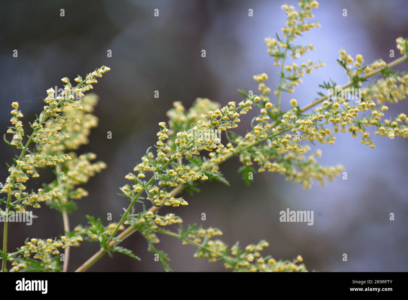 Annual sagebrush (Artemisia annua) grows in the wild Stock Photo - Alamy