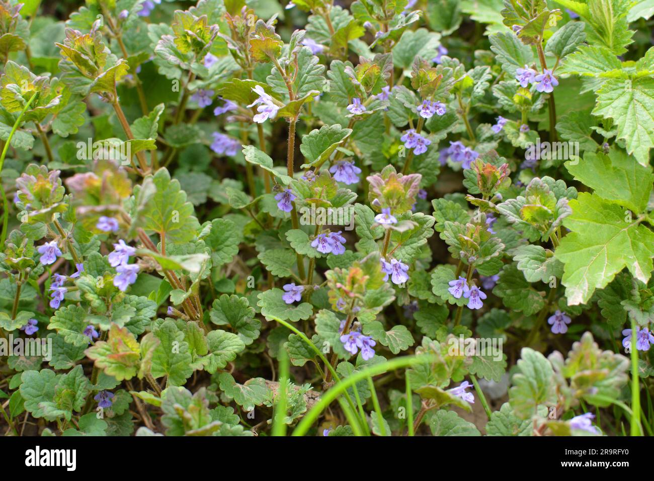 In spring, Glechoma hederacea grows and blooms in the wild Stock Photo ...