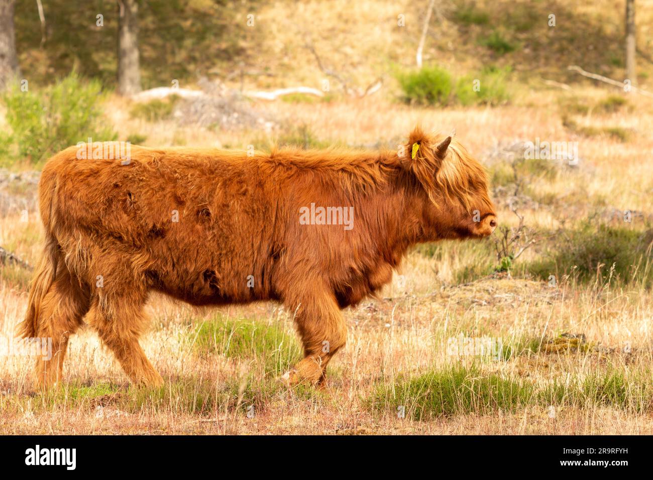 Summer scene in the Netherlands: A Scottish highlander cow stands at a ...