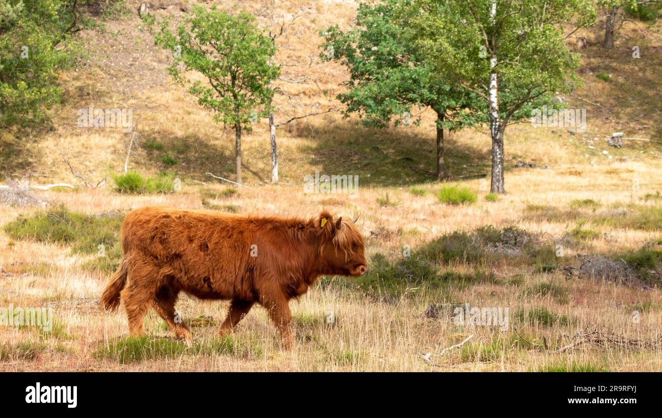 Summer scene in the Netherlands: A Scottish highlander cow stands at a ...