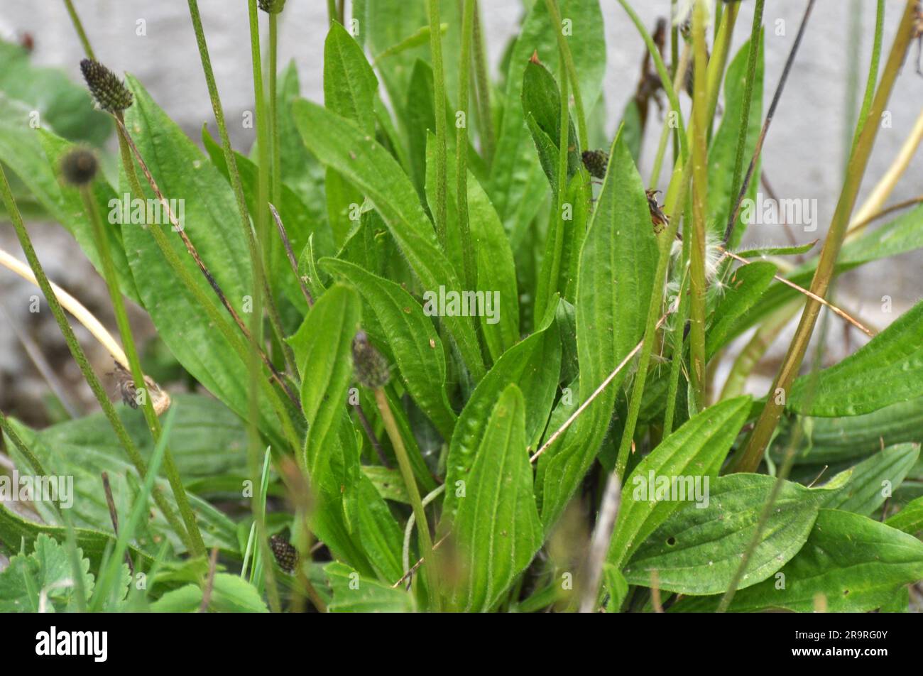 In the wild grows plantain lanceolata, plantago lanceolata Stock Photo ...