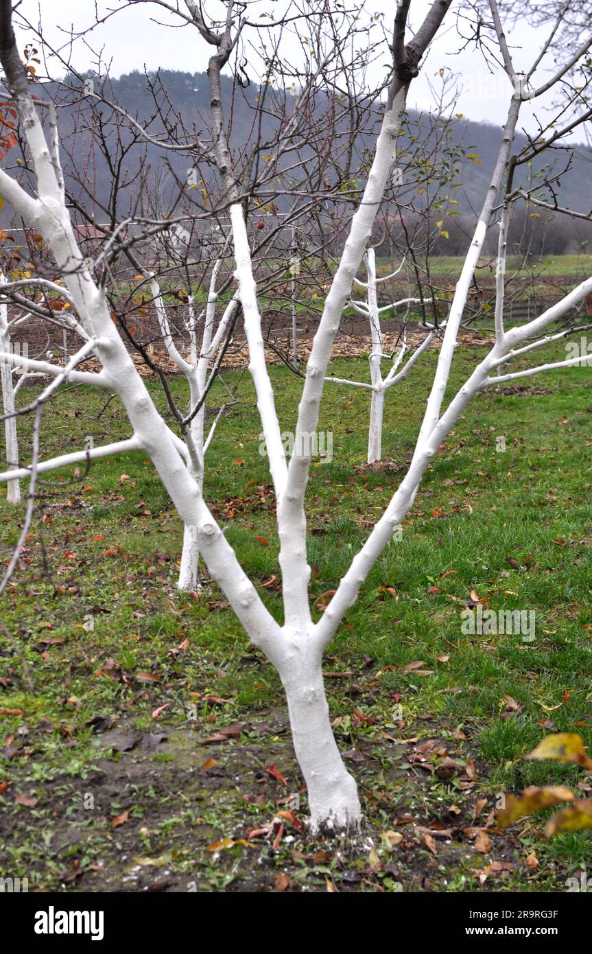 Whitewash of fruit trees in the orchard for protection against pests ...