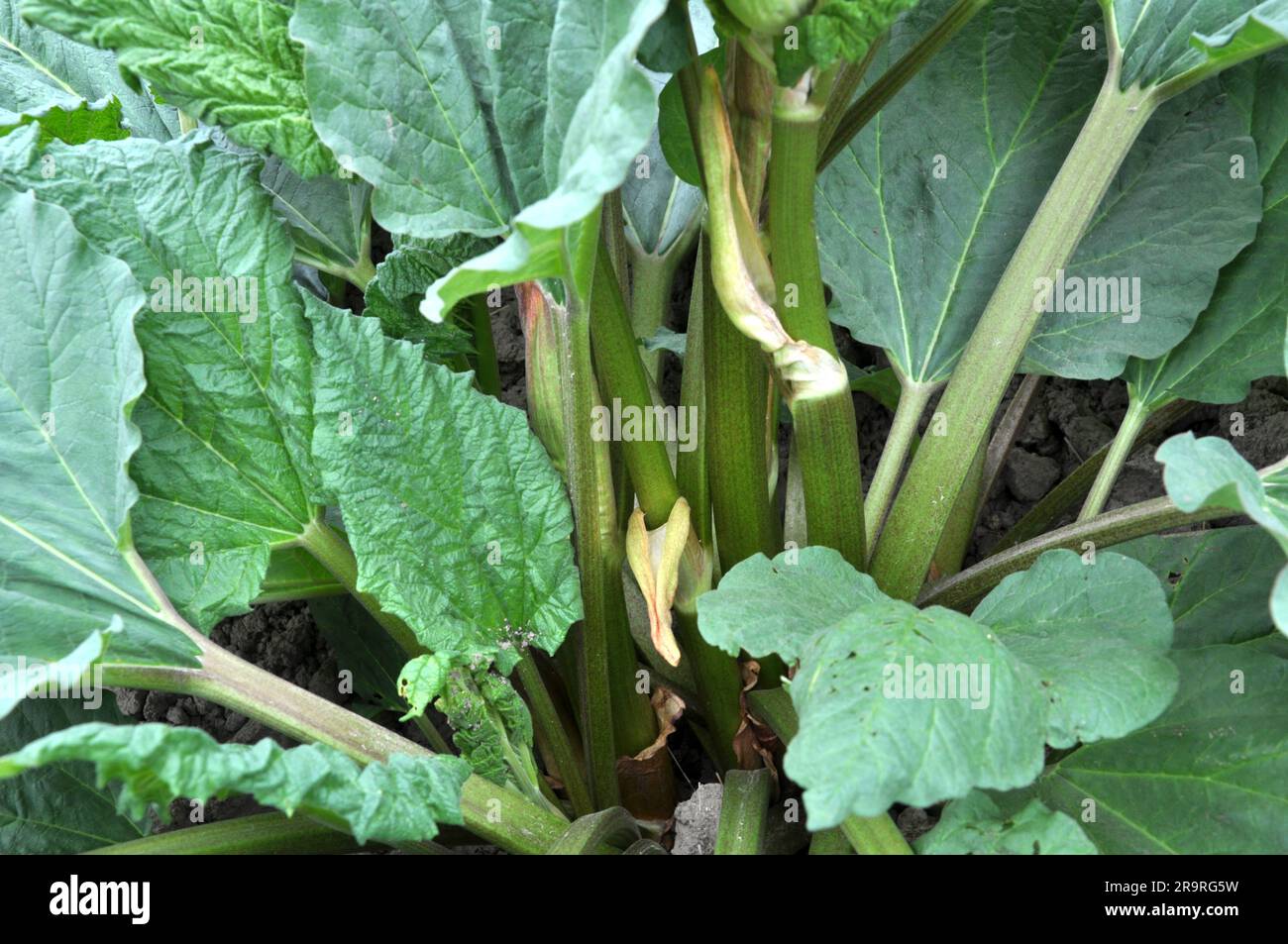 Rhubarb grown in the garden in open organic soil Stock Photo - Alamy