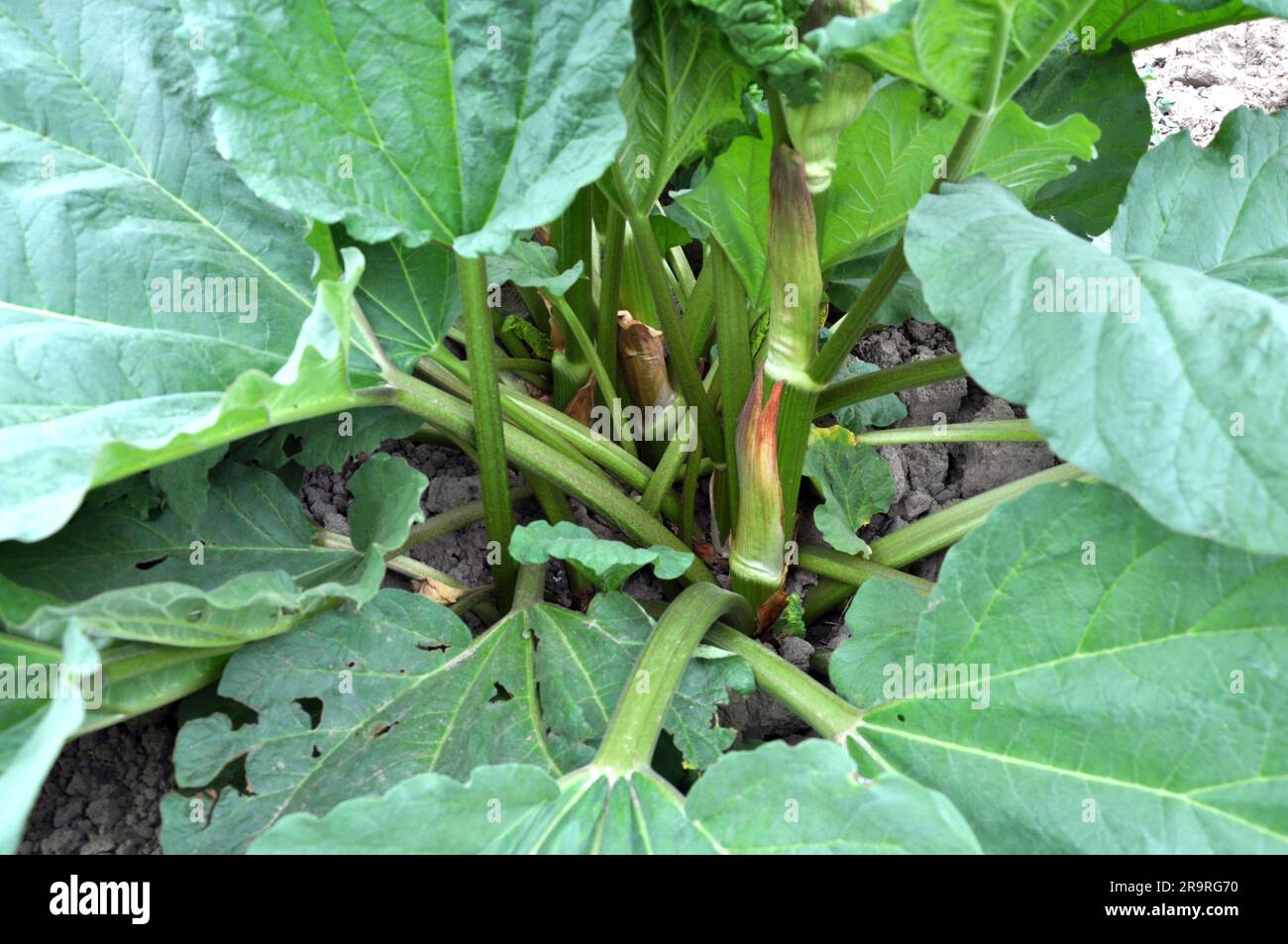 Rhubarb grown in the garden in open organic soil Stock Photo - Alamy