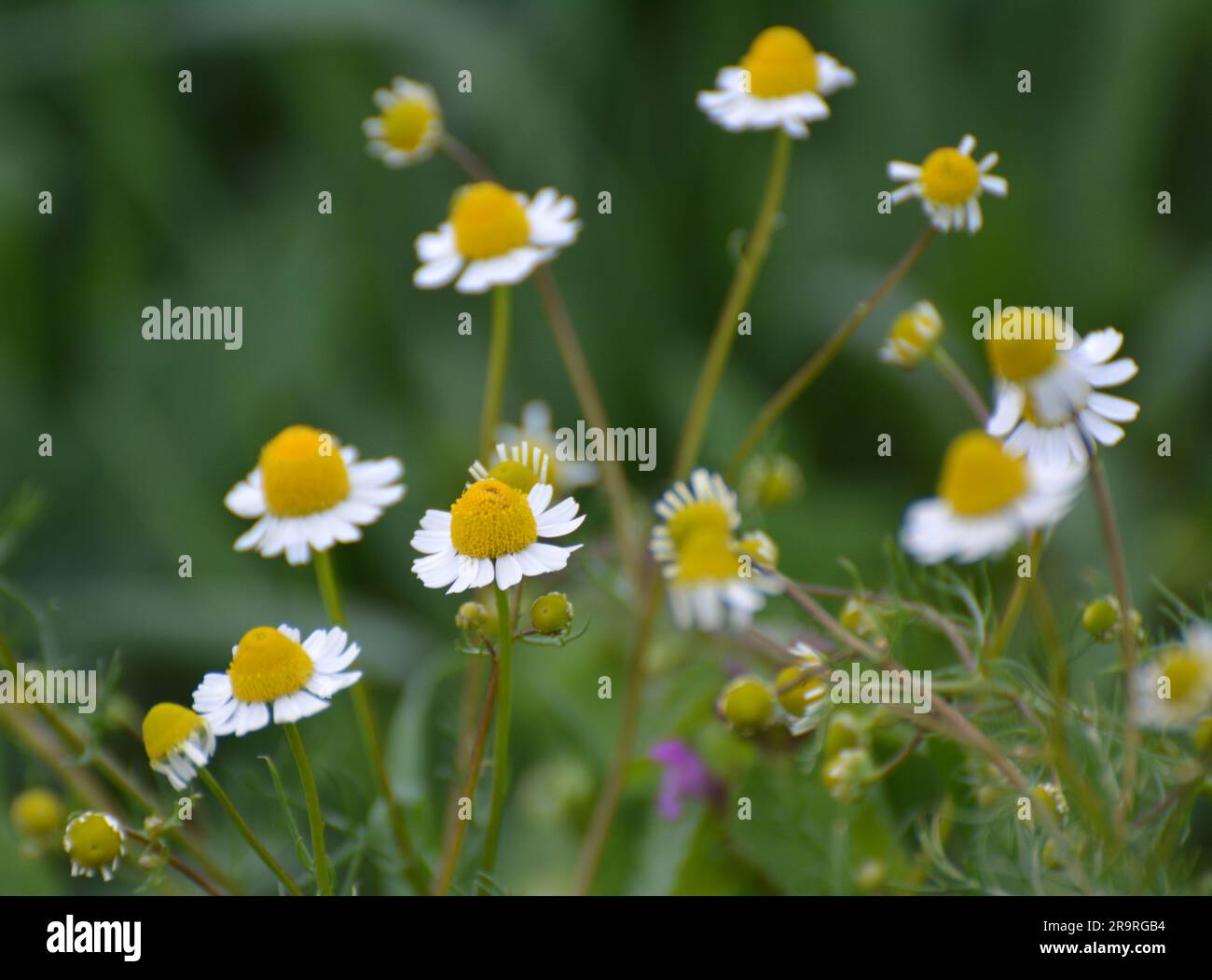 Matricaria recutita white flower yellow hi-res stock photography and ...