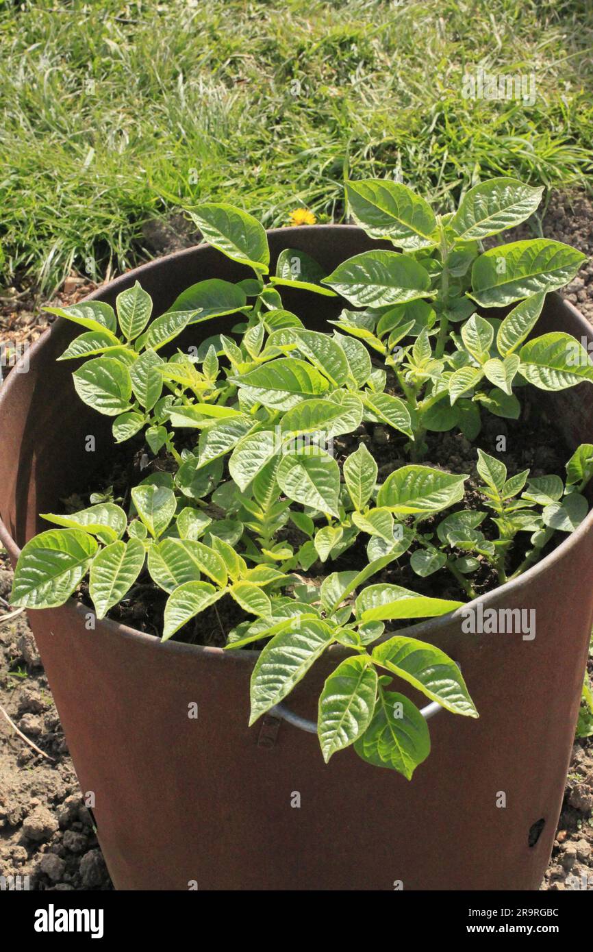 First early potatoes, (variety Rocket) growing in an up-cycled garden ...