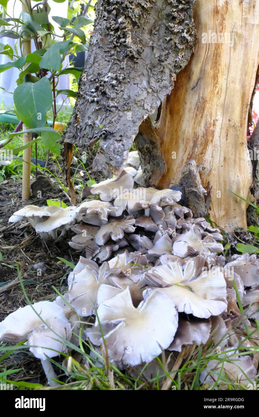 Mushrooms growing in June after spores were released from a dead tree ...